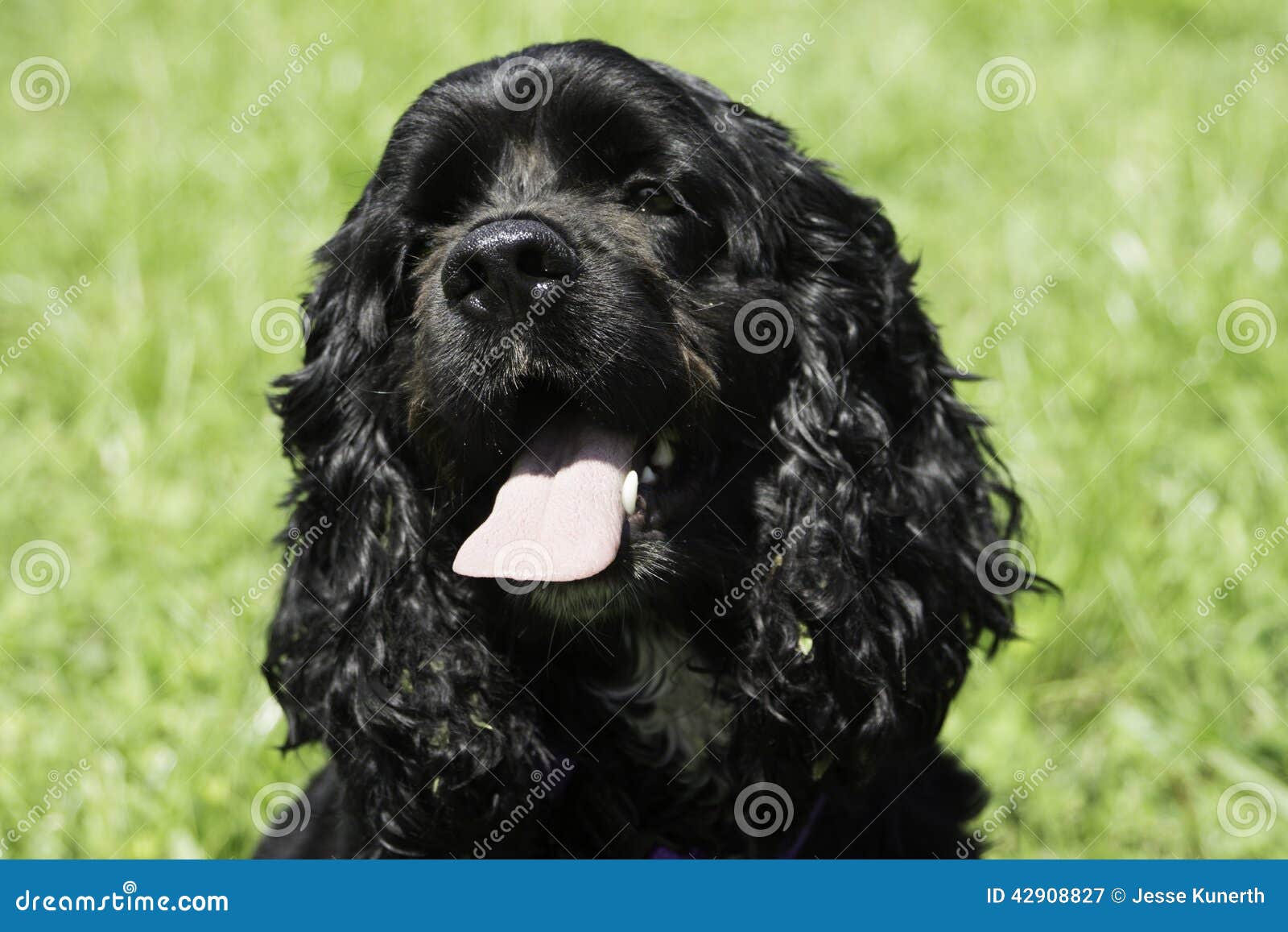 Black Cocker Spaniel stock image. Image of cocker, face - 42908827