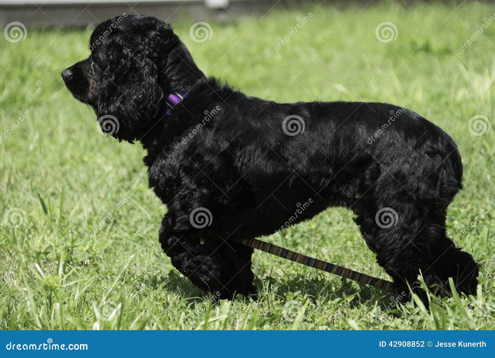 Black Cocker Spaniel stock photo. Image of animal, green - 42908852