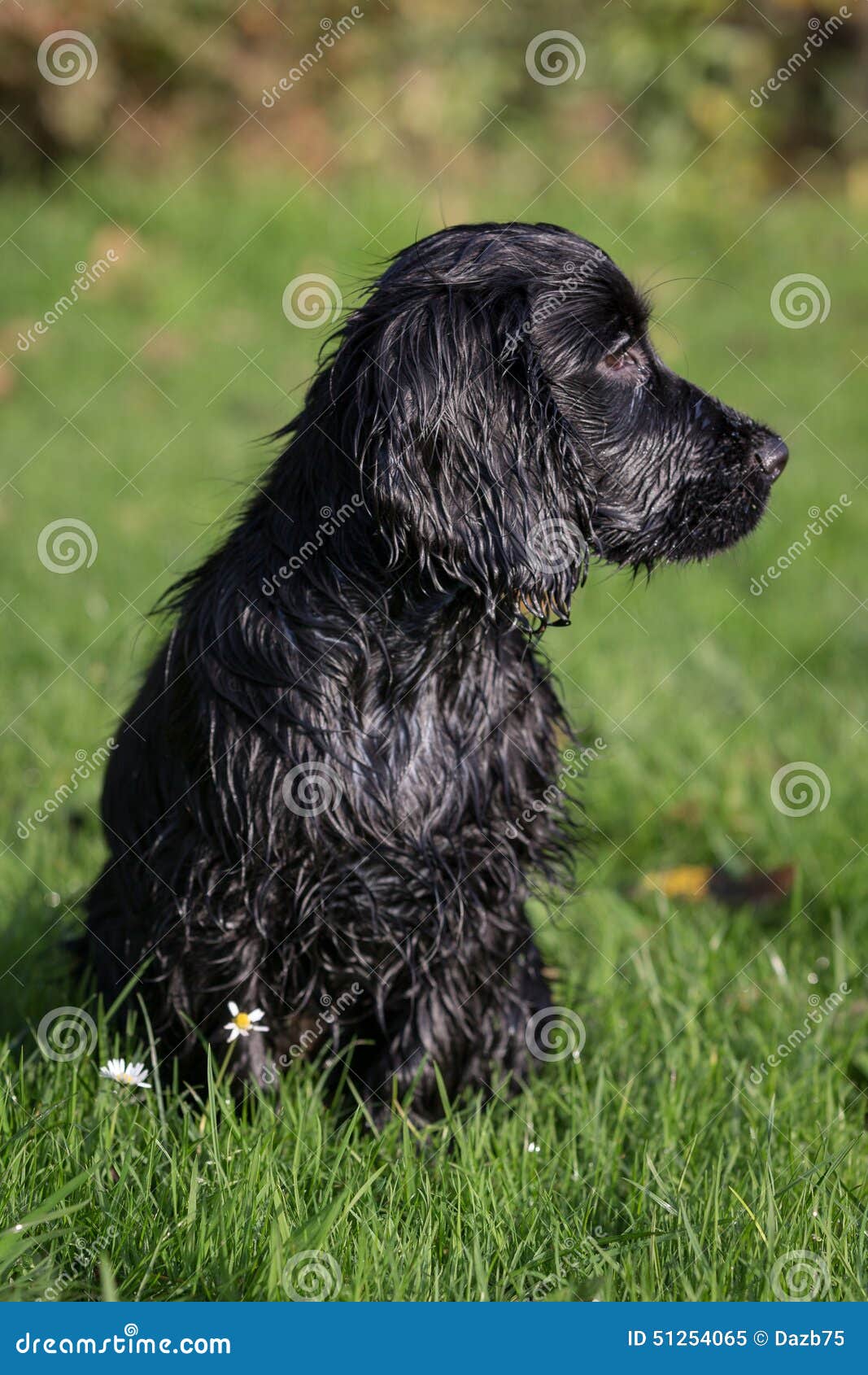 Black Cocker Spaniel stock image. Image of breed, beautiful - 51254065