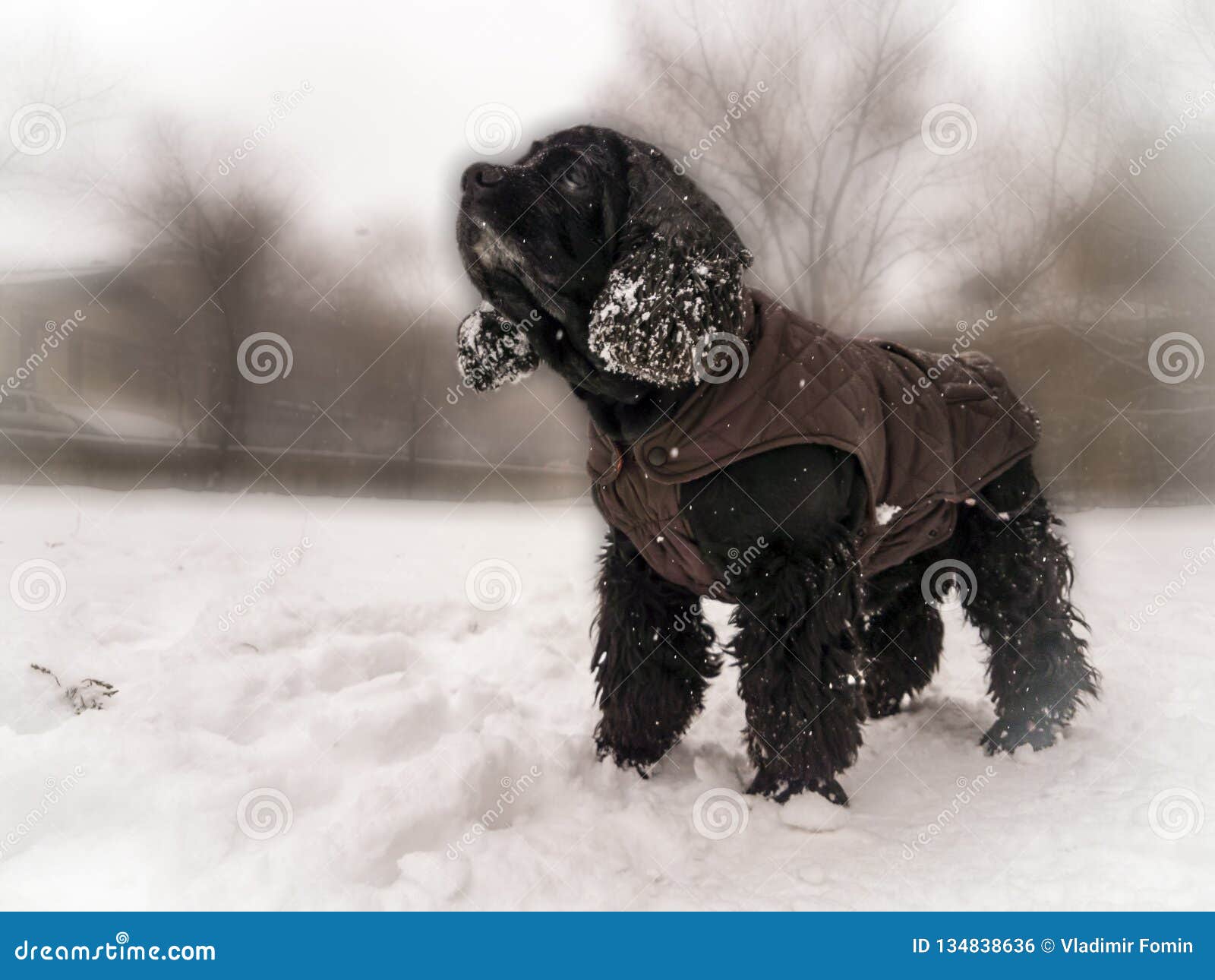 Cocker Spaniel in the Snow. Stock Photo - Image of walks, background ...