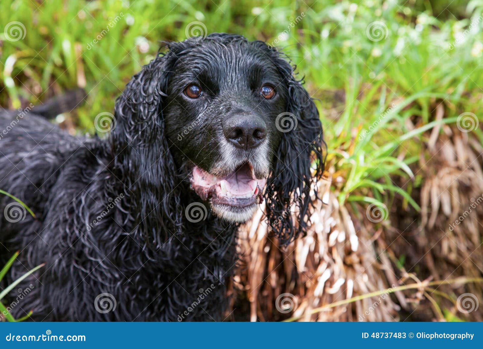 Black Cocker Spaniel Royalty-Free Stock Photography | CartoonDealer.com ...
