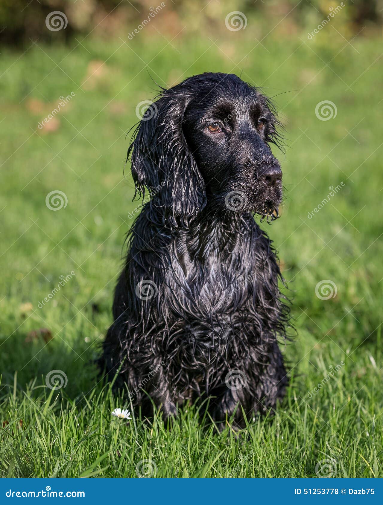 Black Cocker Spaniel stock photo. Image of happy, cute - 51253778