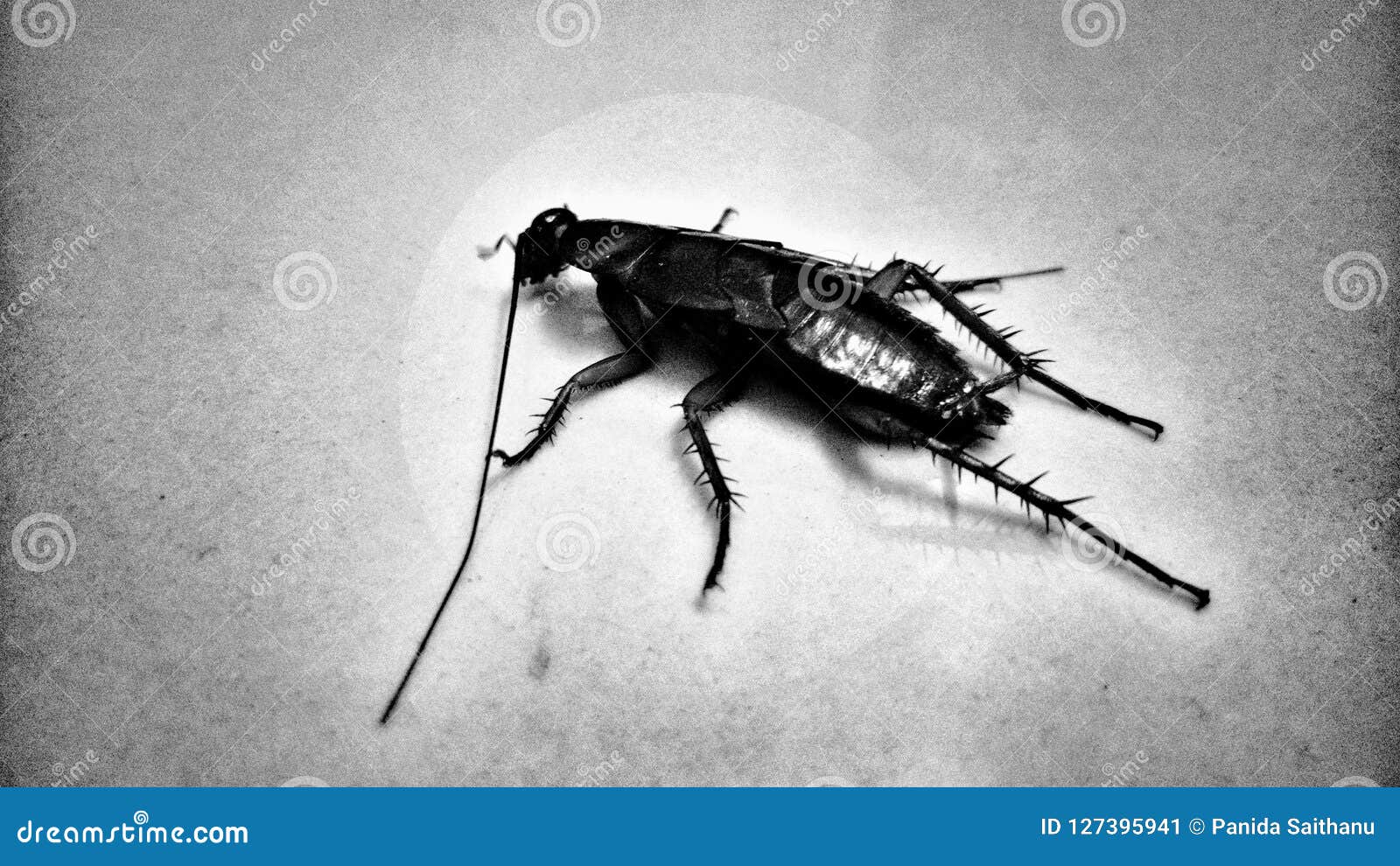 Black Cockroach, Lat. Blatta Orientalis, Isolated On White Background ...