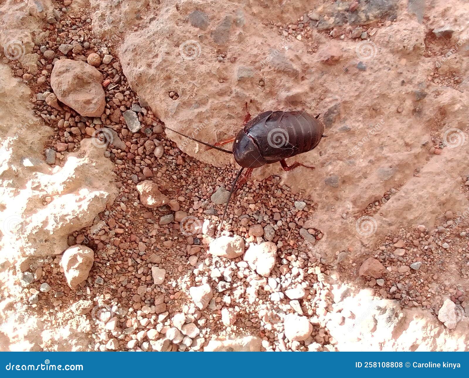 Black Cockroach, Lat. Blatta Orientalis, Isolated On White Background ...