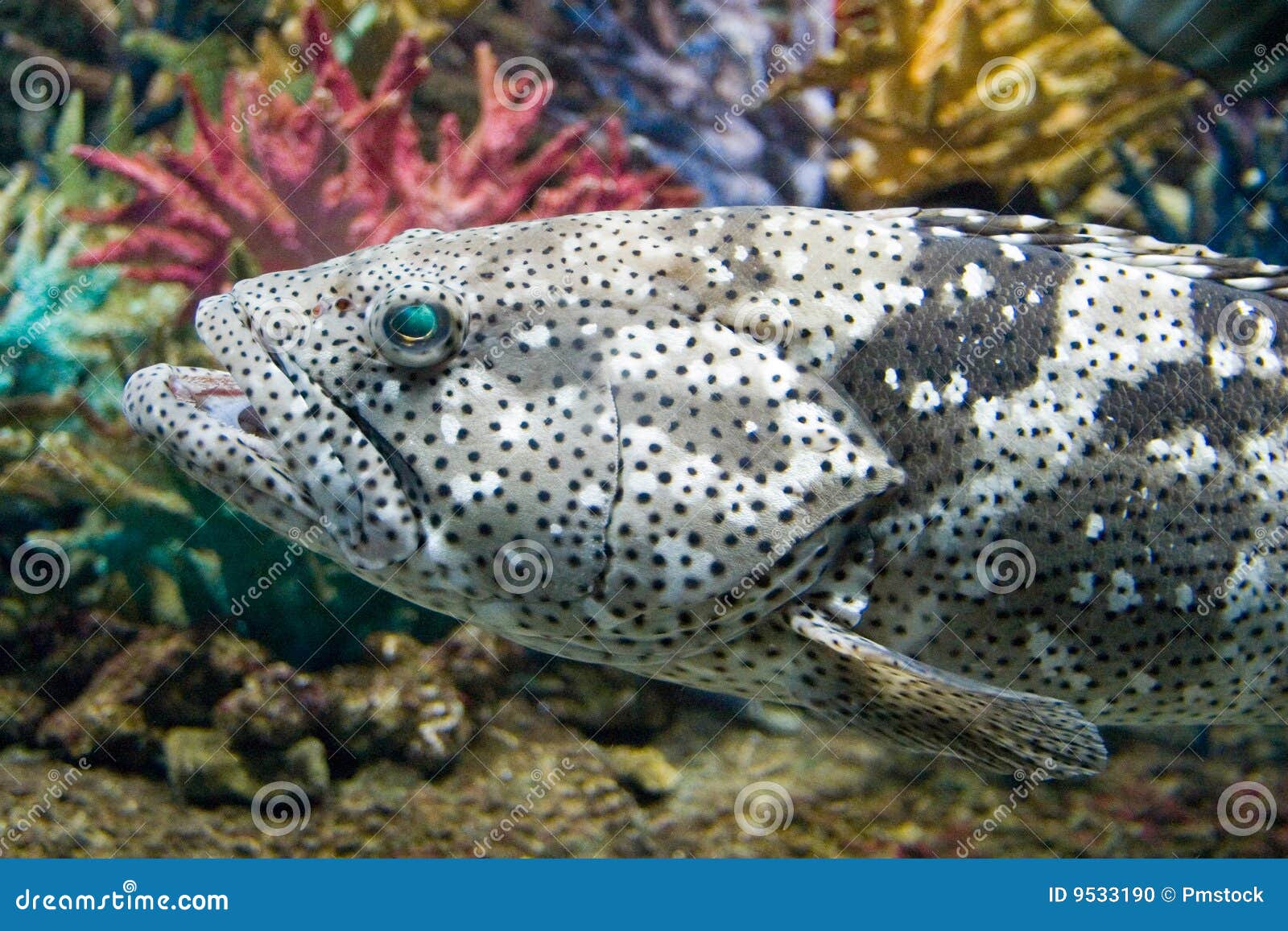 Black Cod stock photo. Image of fish, spotted, coral, swimming - 9533190