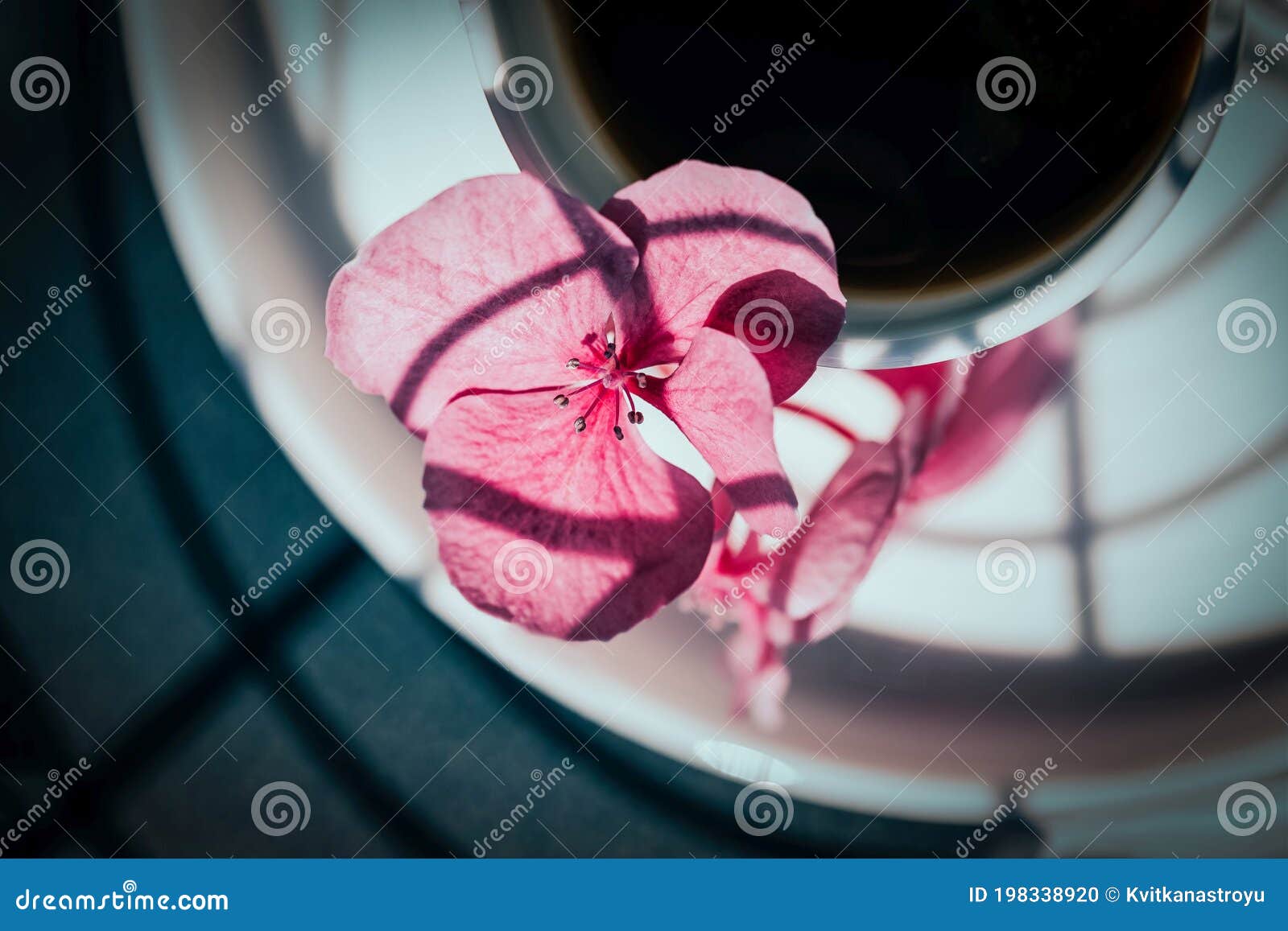 Flower With Shadow Royalty-Free Stock Photography | CartoonDealer.com ...