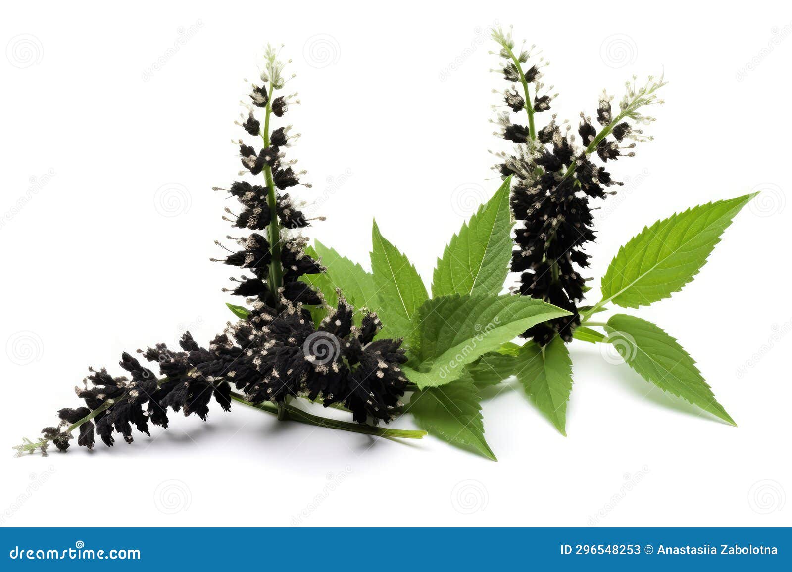 Black Cohosh on White Background. Generative AI Stock Illustration ...