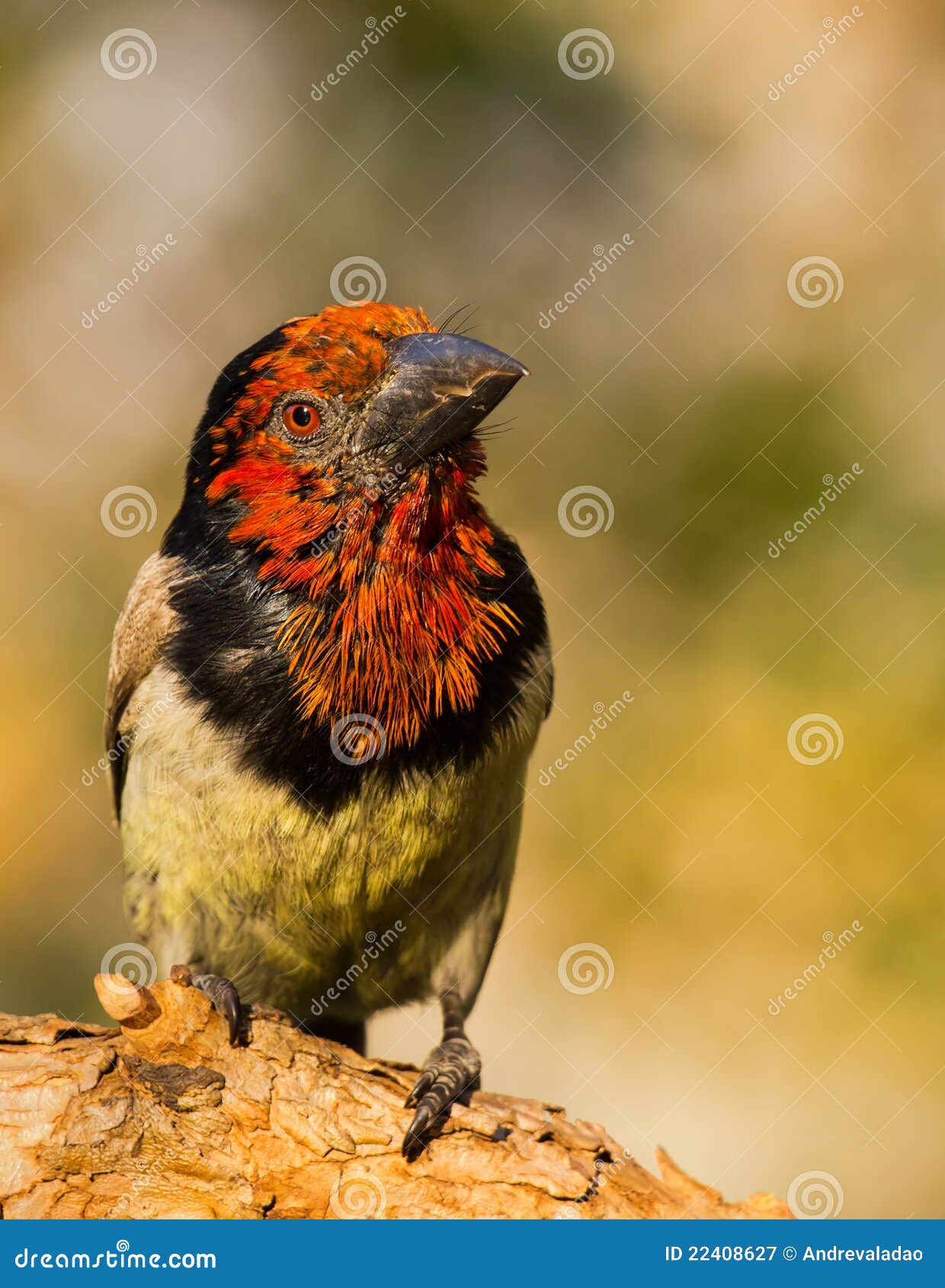 Black Collared Barbet stock image. Image of wild, southern - 22408627
