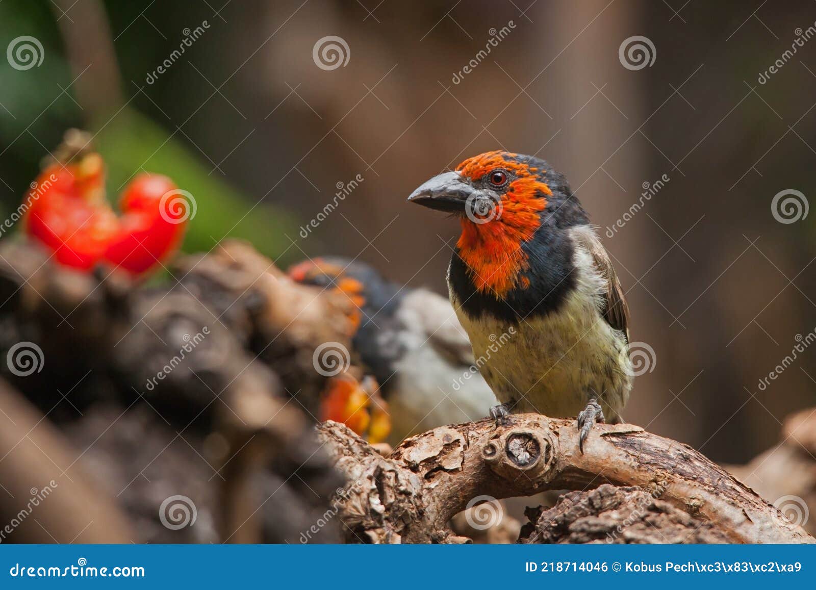 Black-collared Barbet, Lybius Torquatus 13891 Stock Photo - Image of ...