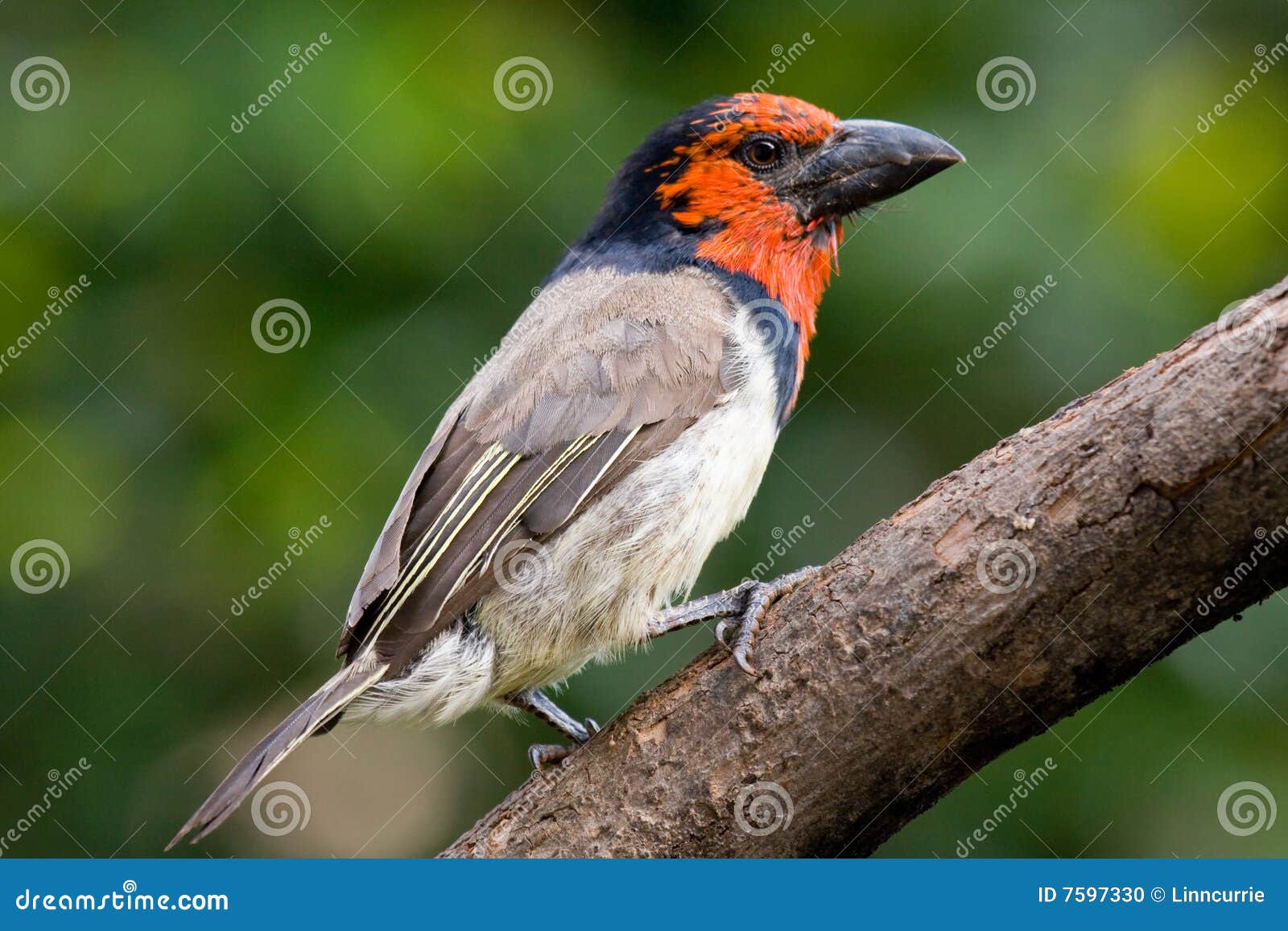 Black Collared Barbet Lybius Torquatus Stock Photo - Image of forest ...