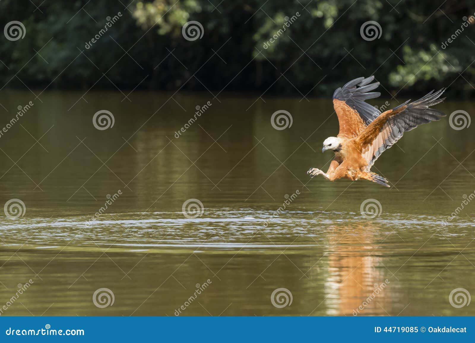 Black Collared Hawk Approaching River To Fish Stock Image - Image of ...