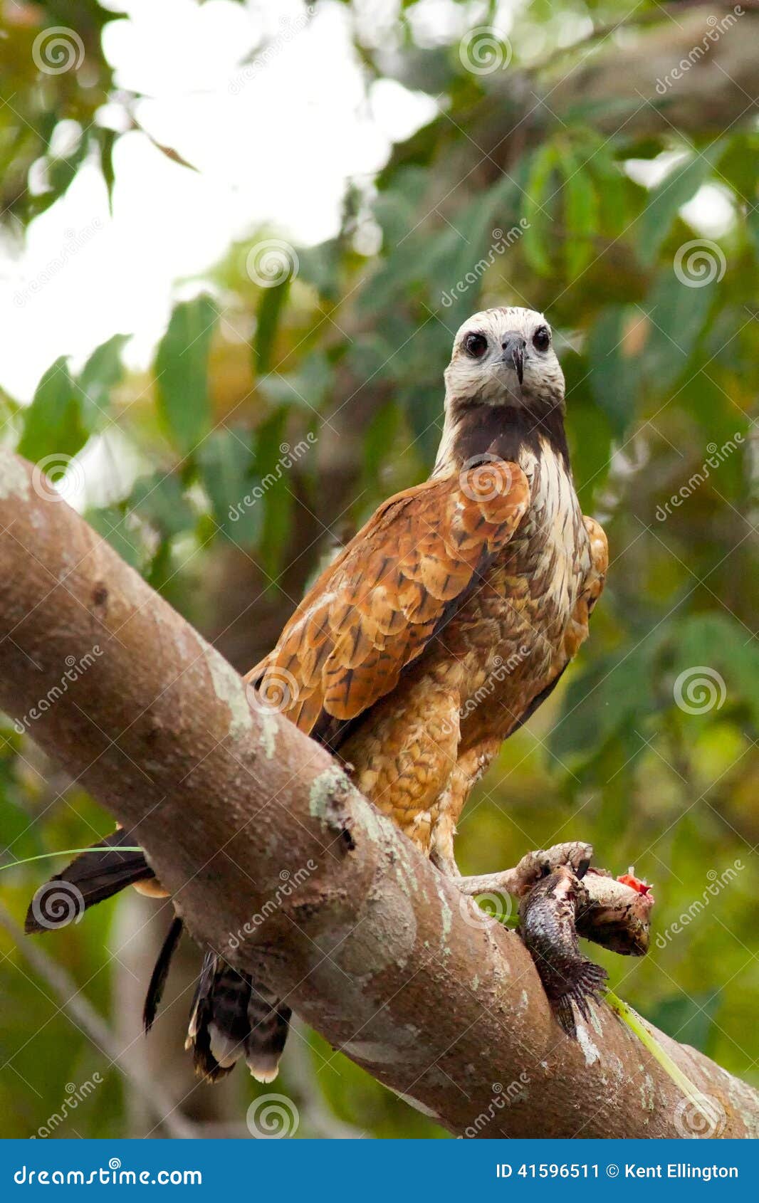 Black Collared Hawk with Fish Stock Image - Image of fish, hawk: 41596511
