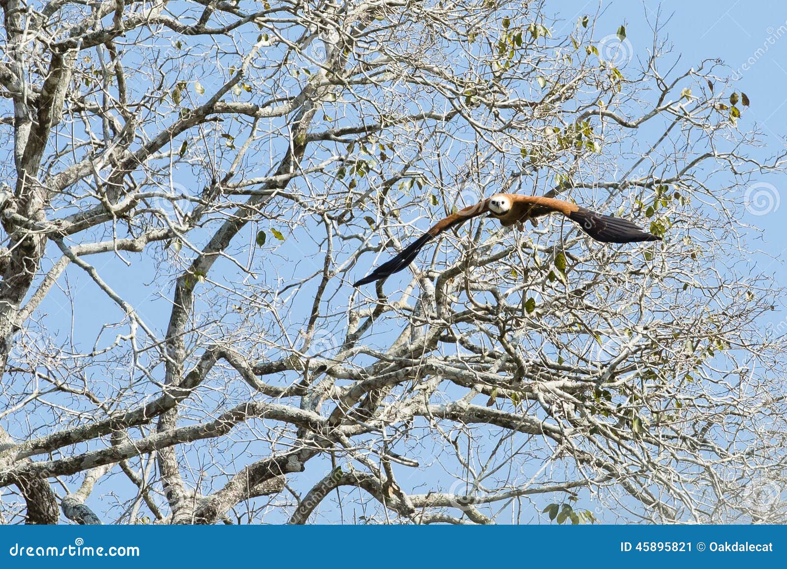 Black Collared Hawk Head on in Flight Stock Image - Image of gliding ...