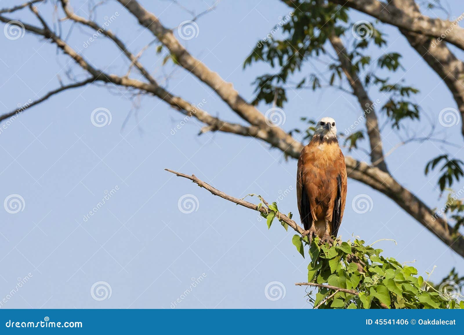Black Collared Hawk Perched High on Tree Branch,Front View Stock Photo ...