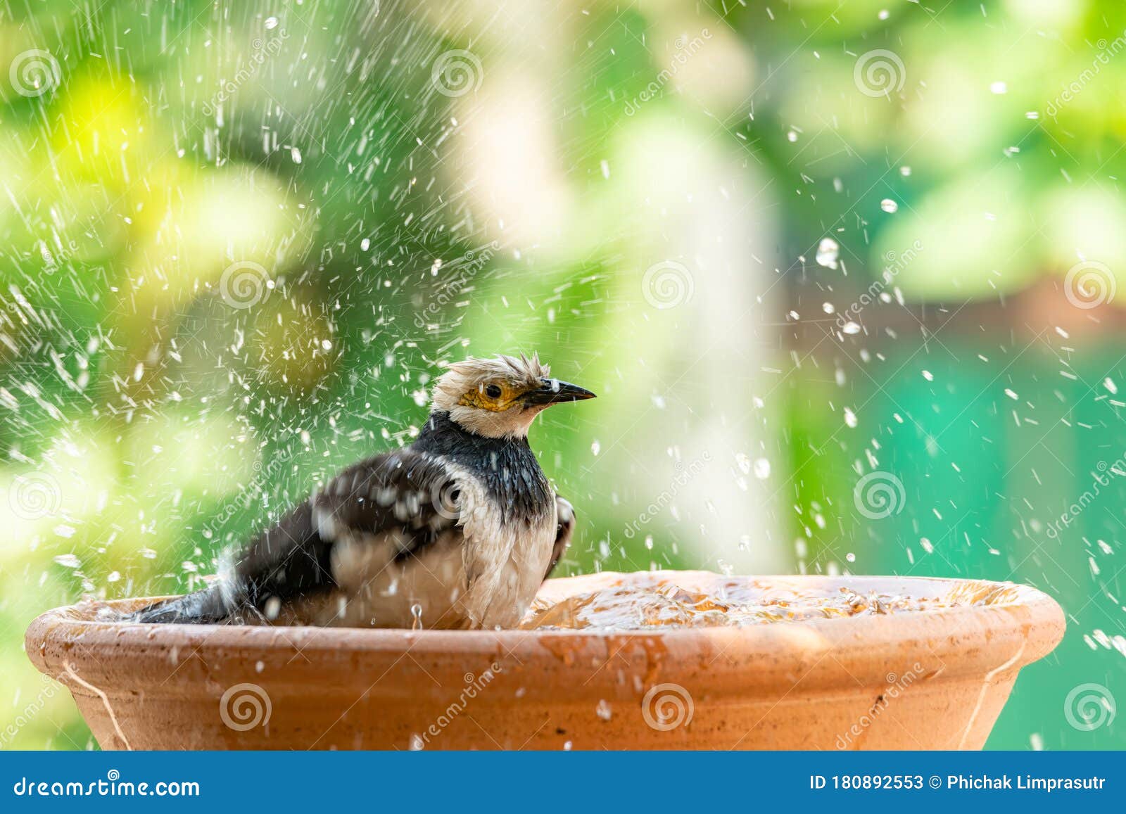 Black-collared Myna Bathing in a Round Clay Tray of Water Stock Image ...
