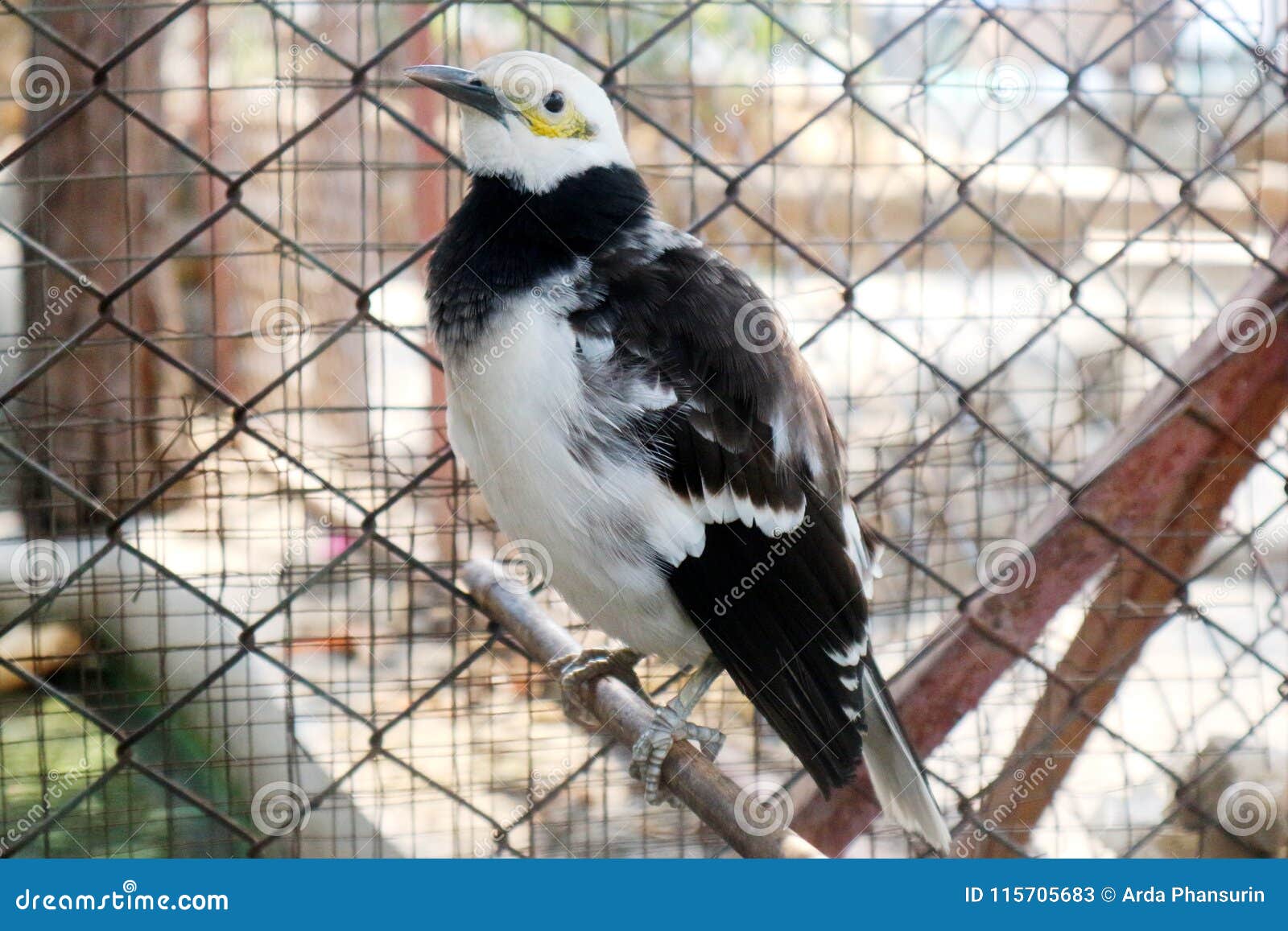 Black Collared Starling Bird Standing on a Timber Stock Image - Image ...