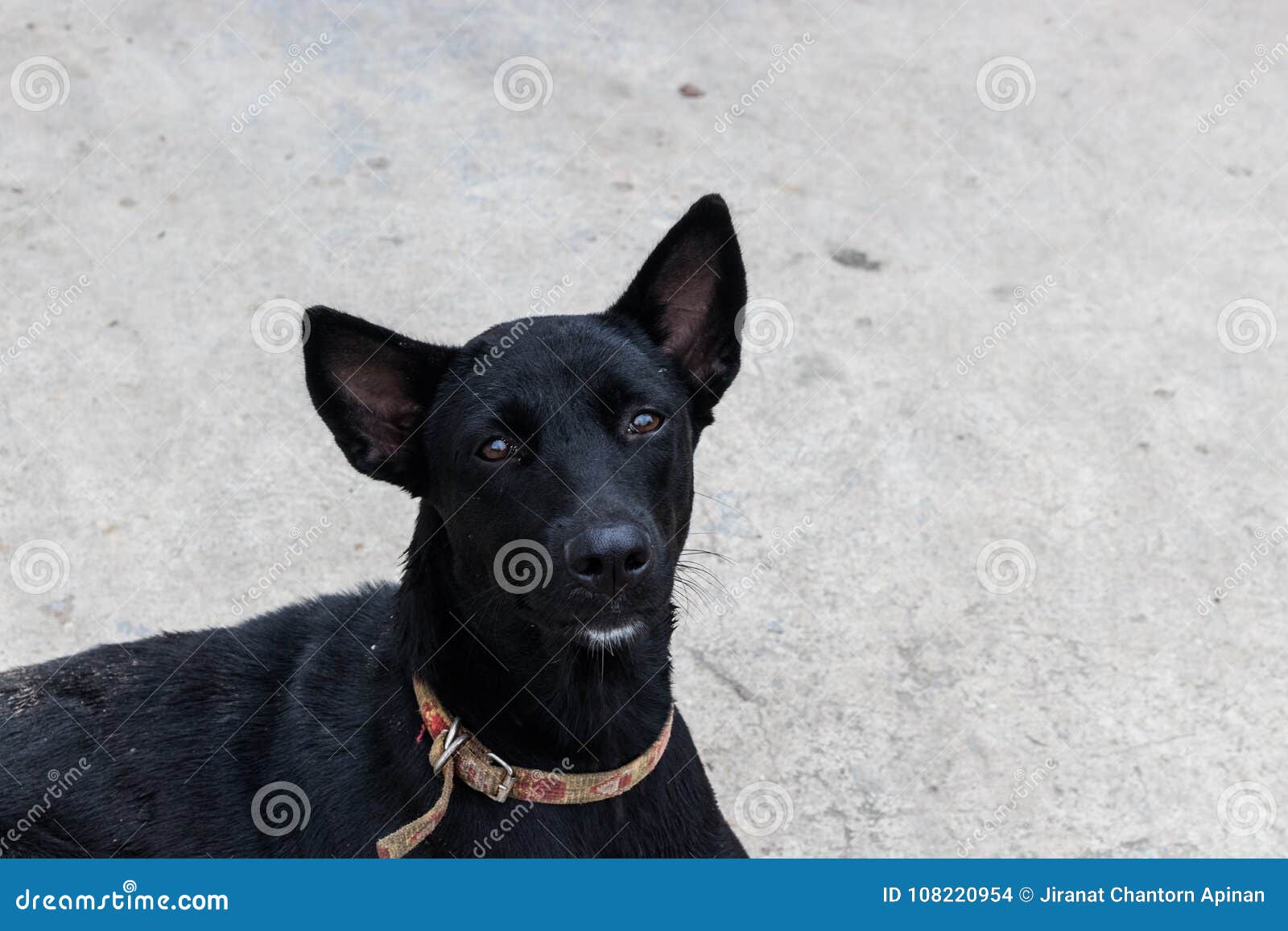 Black color of cute dog stock photo. Image of metallic - 108220954