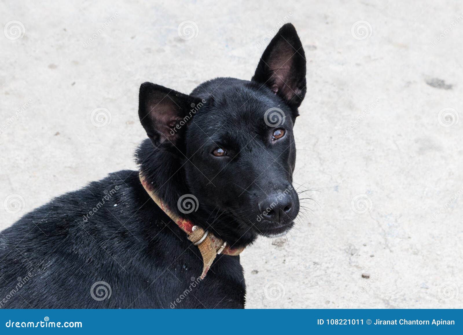 Black color of cute dog stock image. Image of gate, metal - 108221011