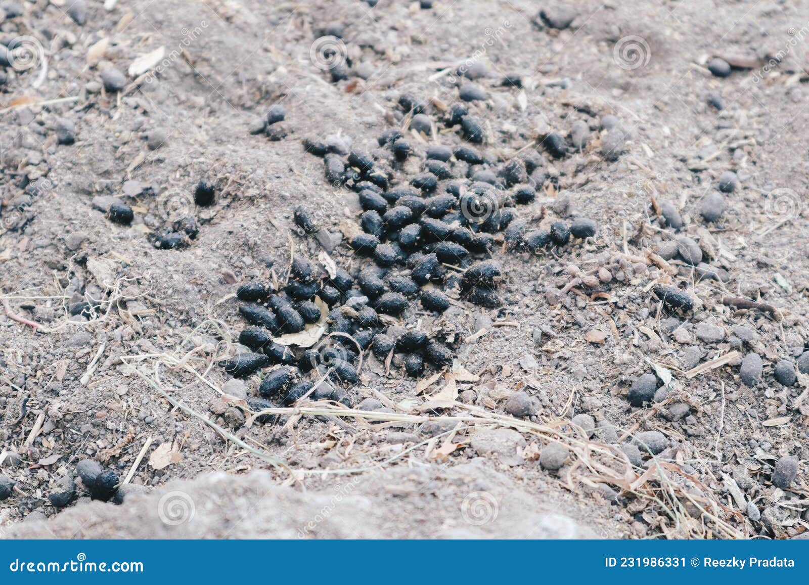 Black Color Goat Excrement on Ground Stock Image - Image of dung ...