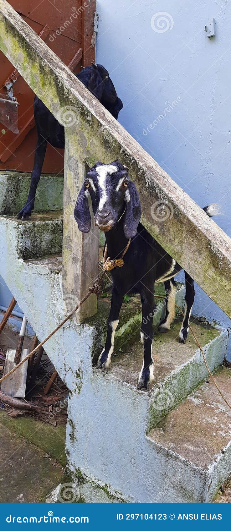 BLACK COLOR KERALA GOAT in SUNLIGHT Stock Image - Image of sunlight ...