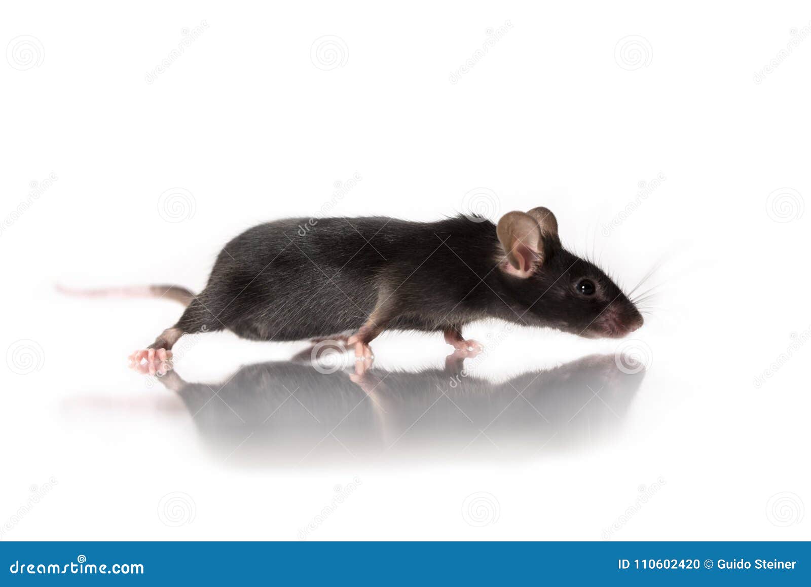 Black Color Mouse Isolated on White Stock Photo - Image of medic ...