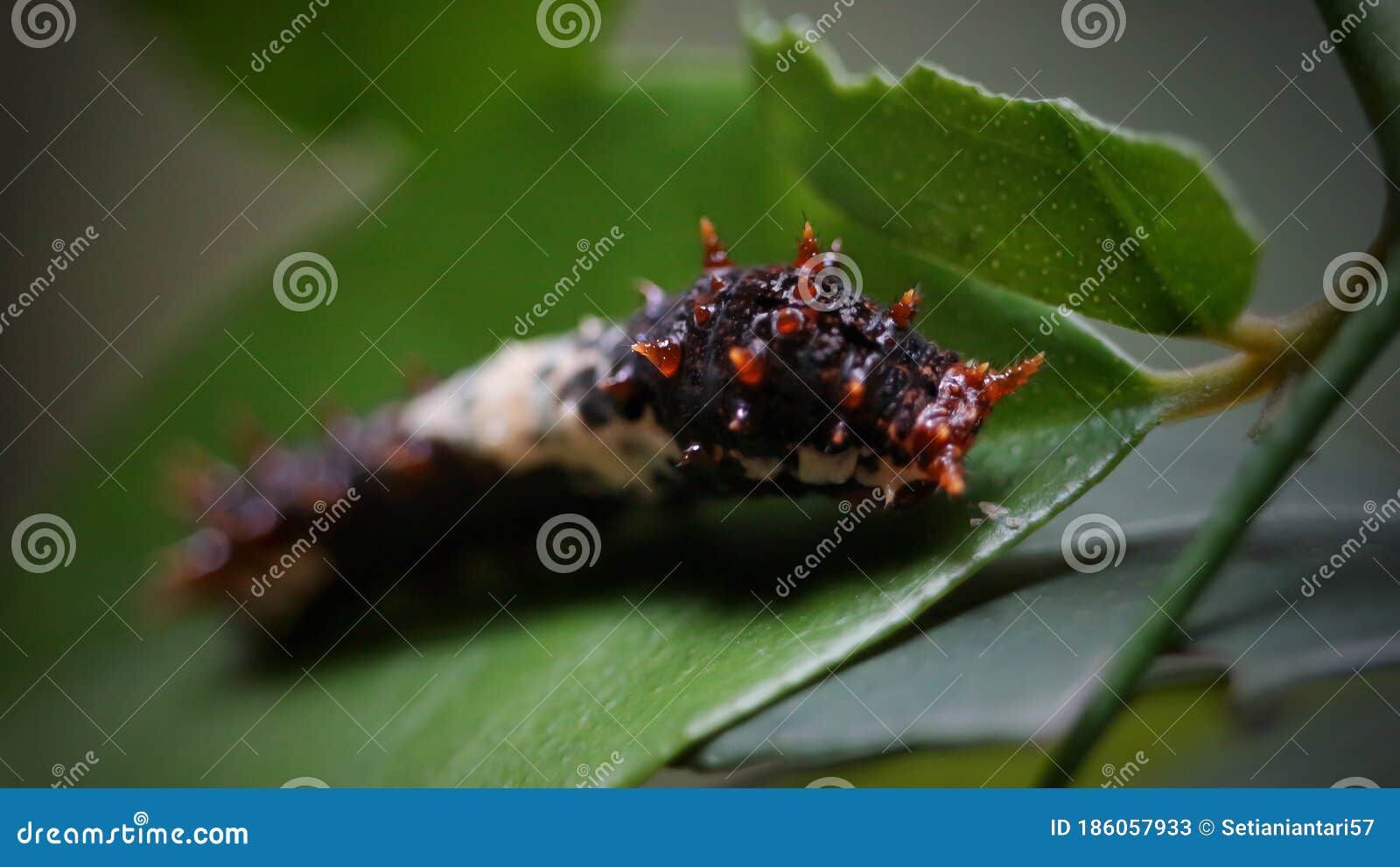 Colored Caterpillar Or Brown Worm Stock Photography | CartoonDealer.com ...