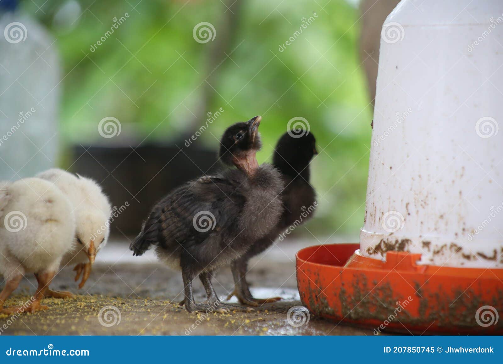 A Black Colored Chick that is Drinking Water Stock Image - Image of ...