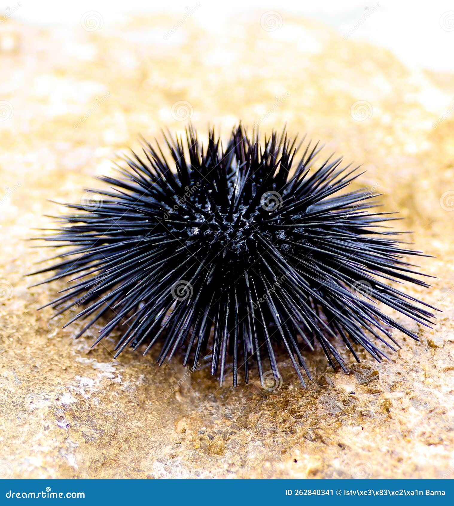 Black-colored Sea Urchin on the Stone on Pag Island, Croatia Stock ...