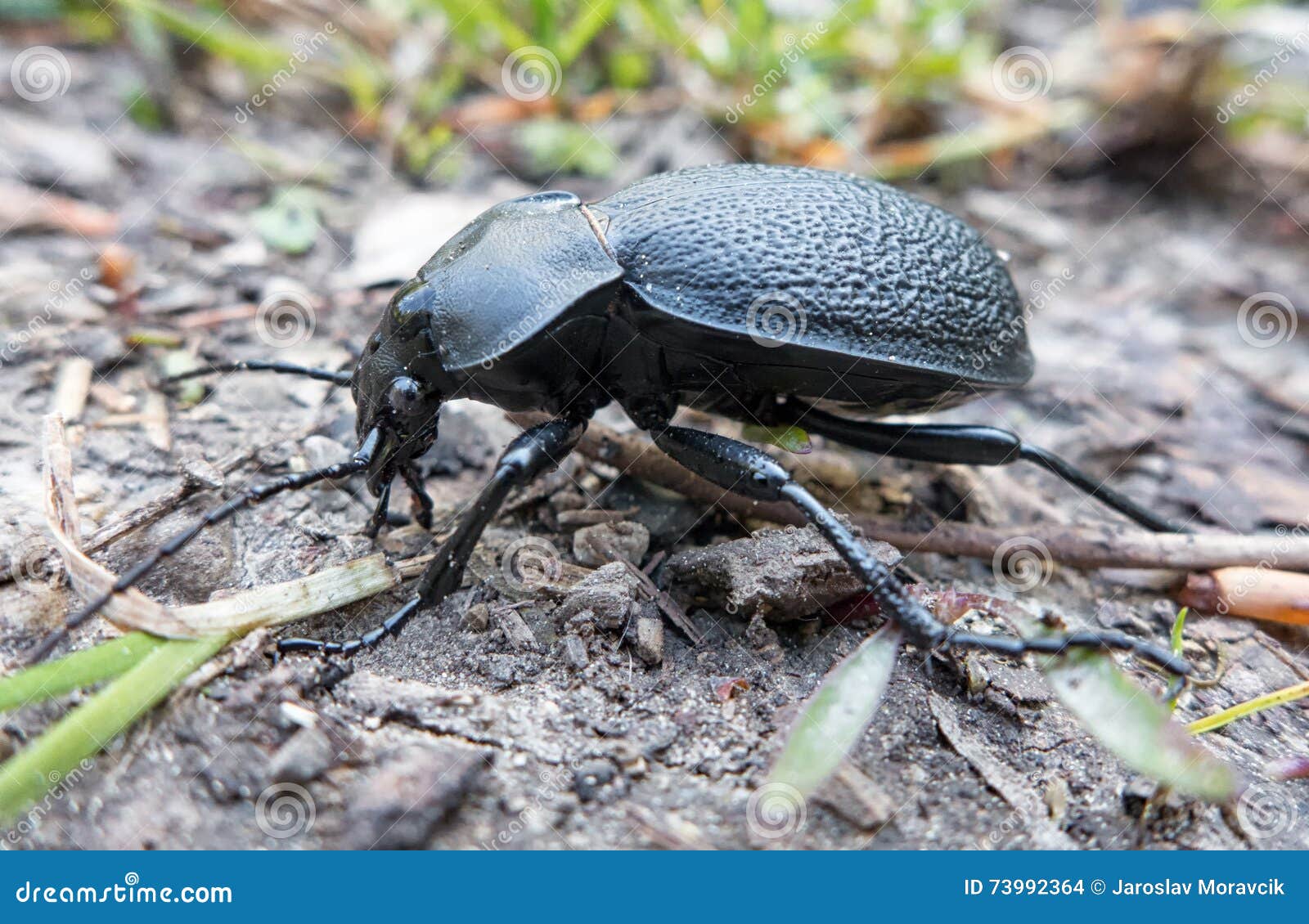 Black Coloured Ground Beetle Stock Photo - Image of macro, black: 73992364
