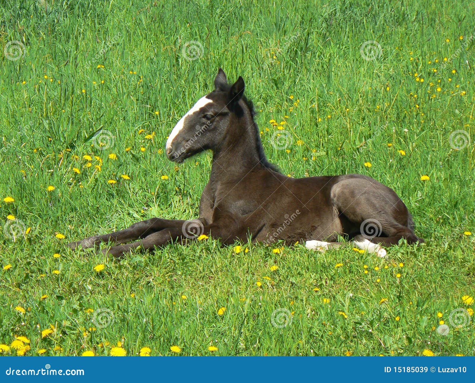 Horse Colt stock image. Image of black, colt, horse, czech - 15185039