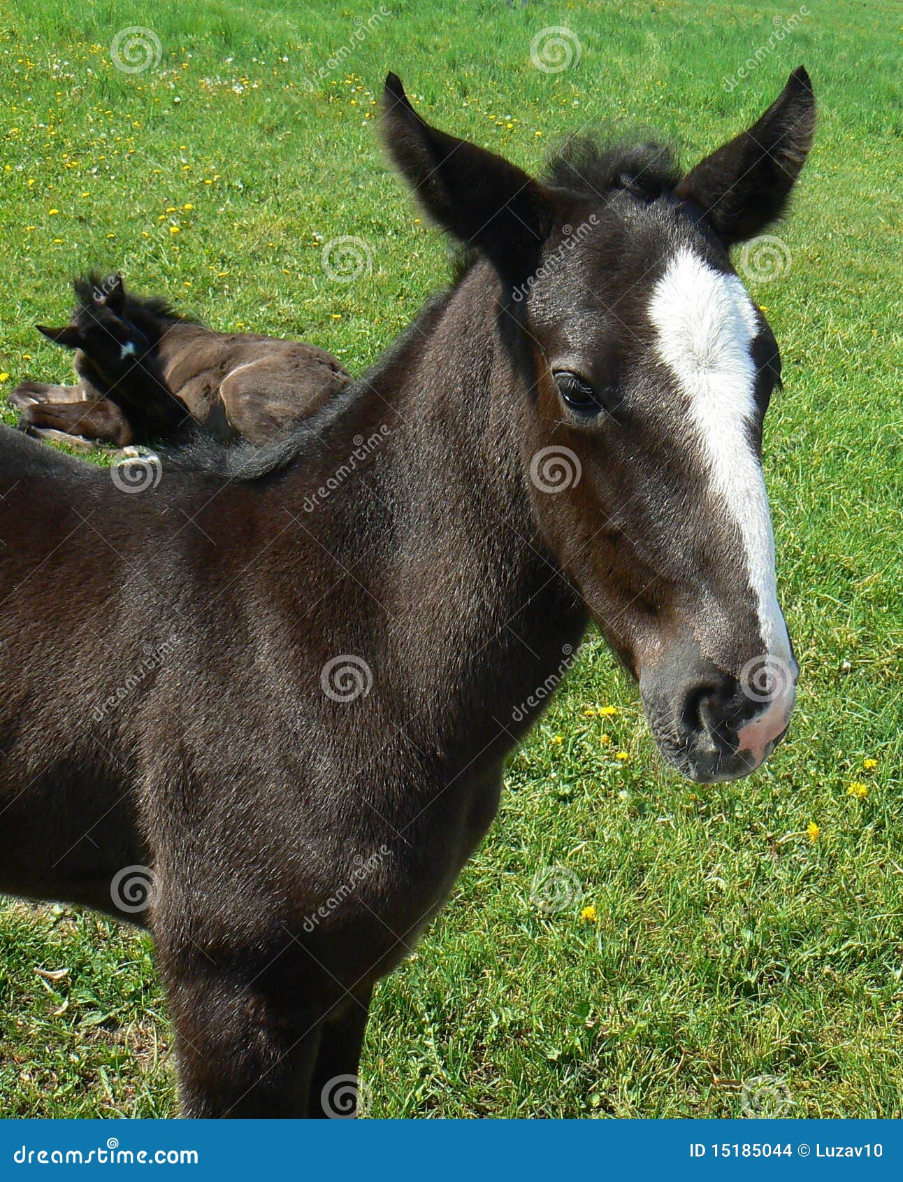 Black Colt stock photo. Image of republic, relaxing, national - 15185044