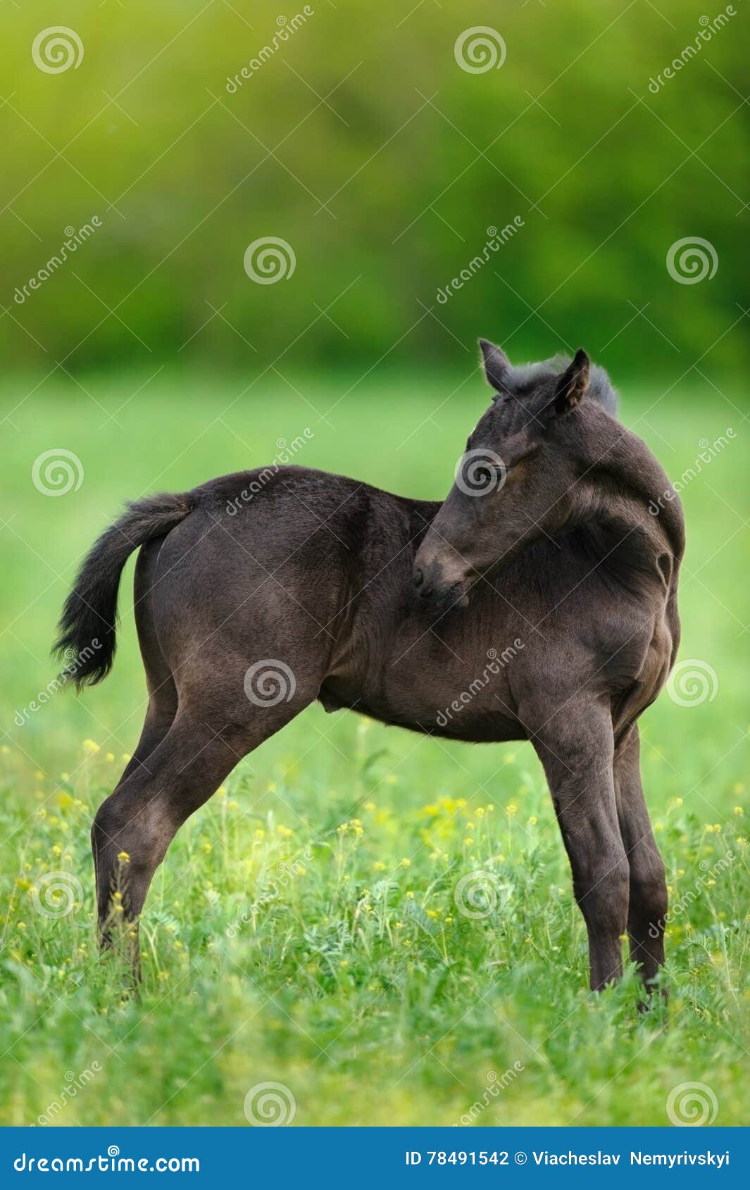 Black colt in flowers stock photo. Image of meadow, pretty - 78491542