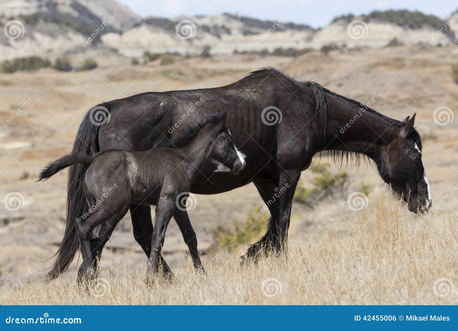 Black Colt and Mother in Canyon Stock Photo - Image of badlands, mare ...