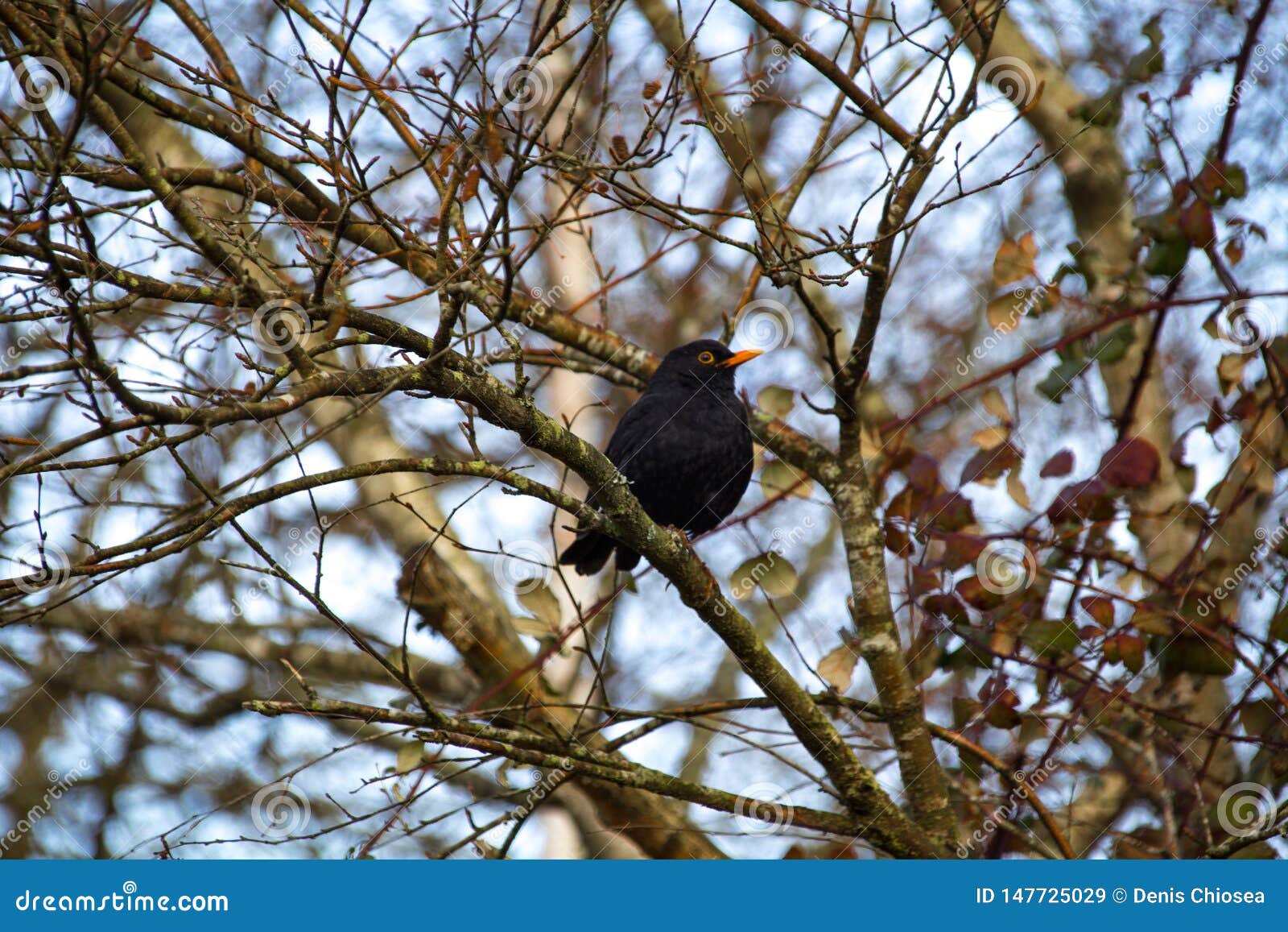 Black Common Blackbird on a Branch of a Tree. Stock Image - Image of ...