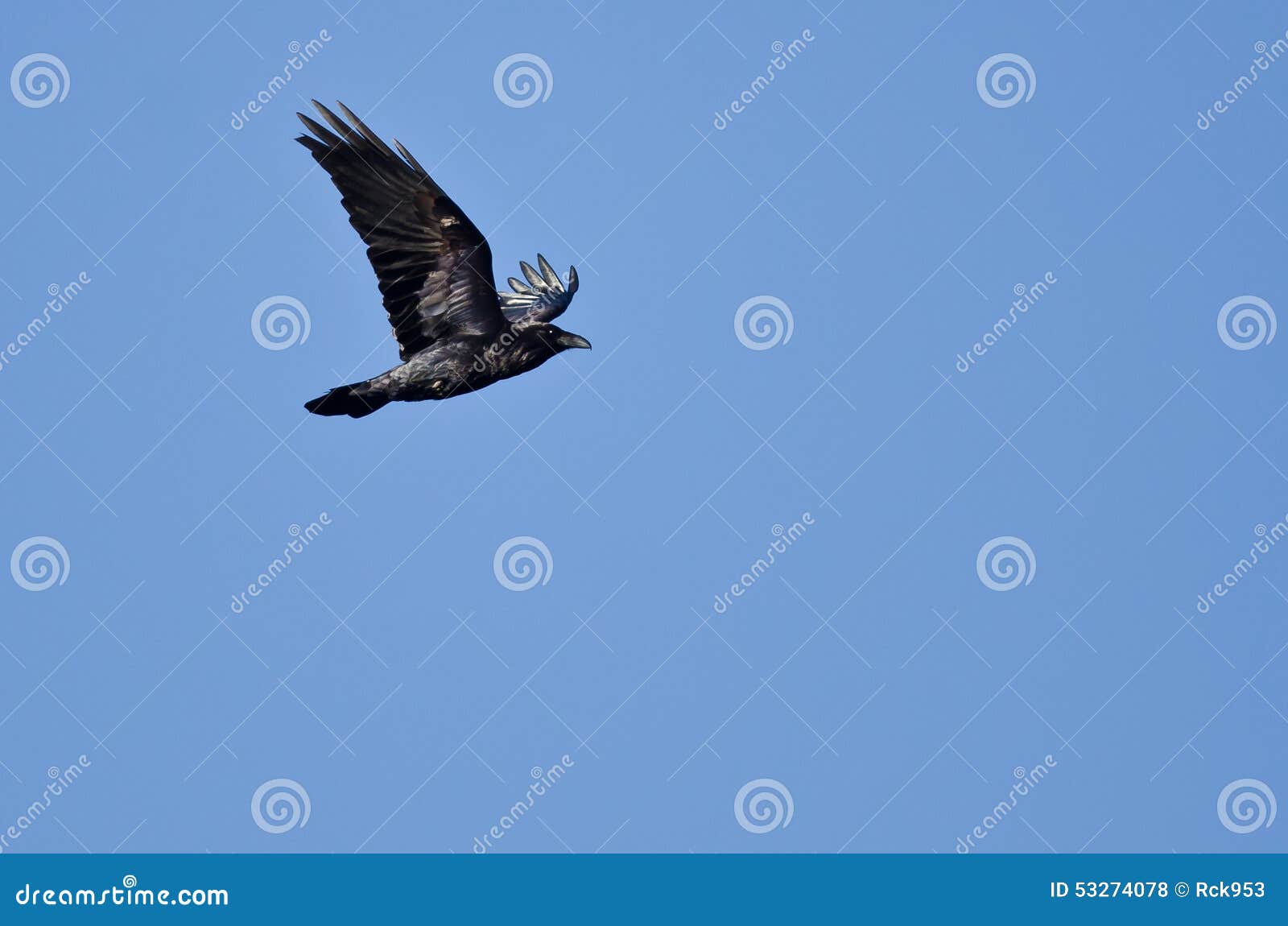 Black Common Raven Flying in a Blue Sky Stock Photo - Image of wildlife ...