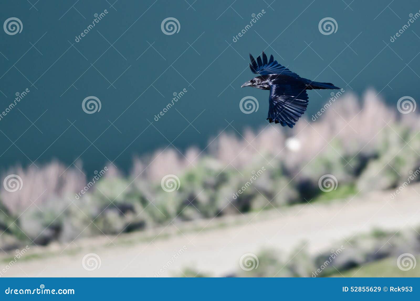 Black Common Raven Flying Over the River Viewed from Above Stock Image ...