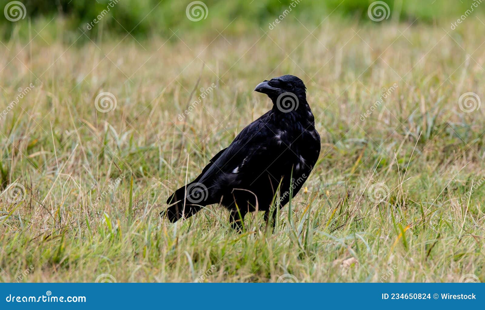 Black Common Raven on the Grass Stock Photo - Image of feathers, black ...