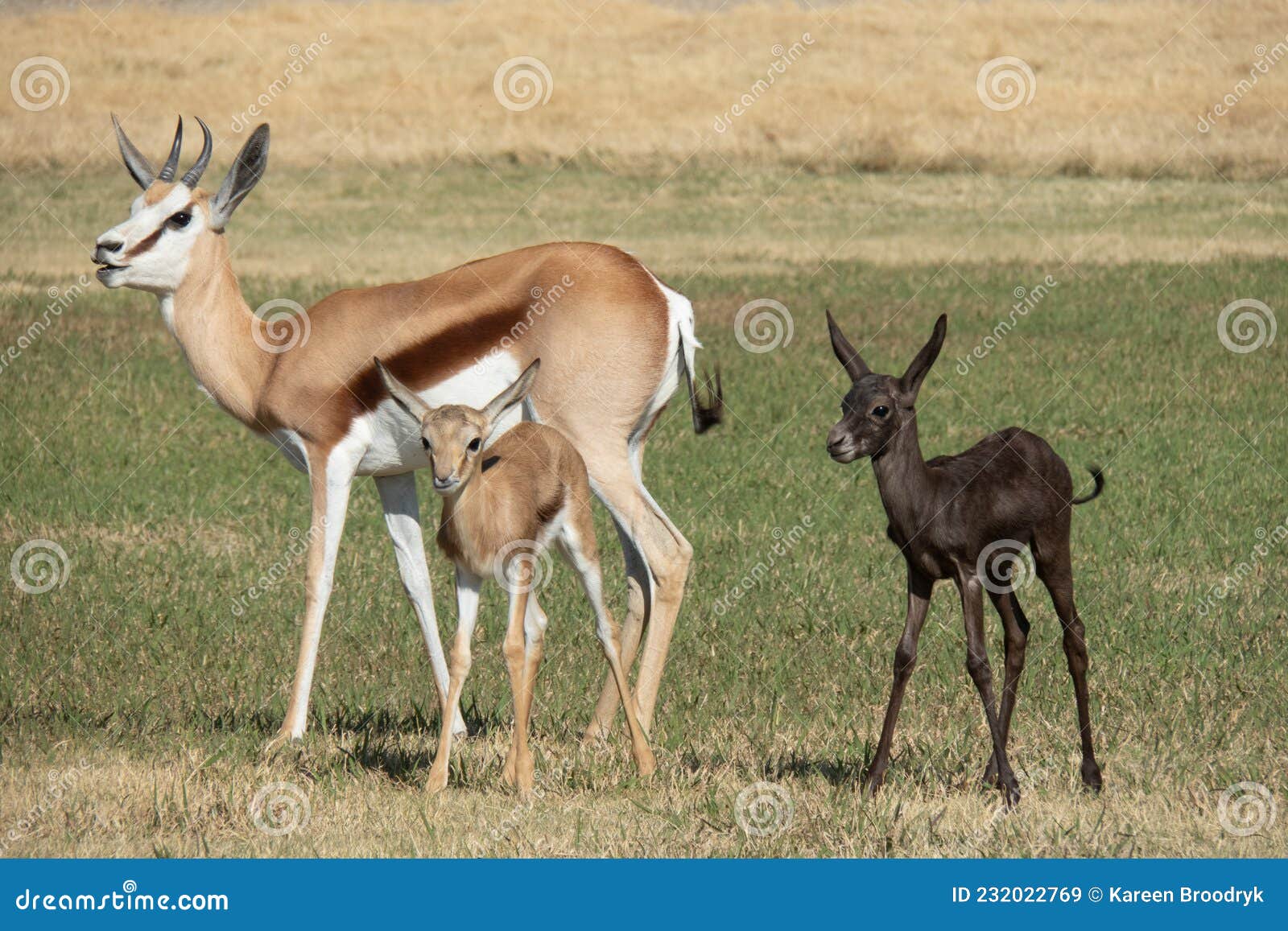 Black and Common Springbok Calves Grazing on Green Grass, Facing the ...