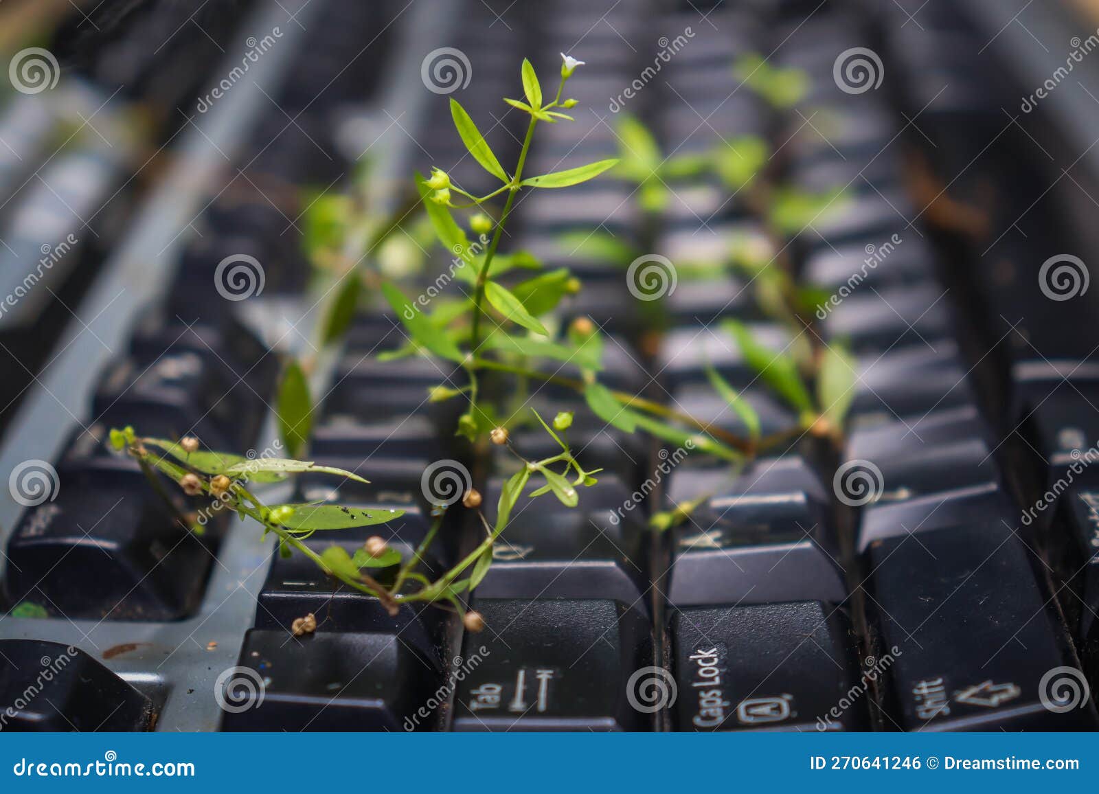 Black Computer Keyboard after Lockdown. Green Plants Grow from the ...