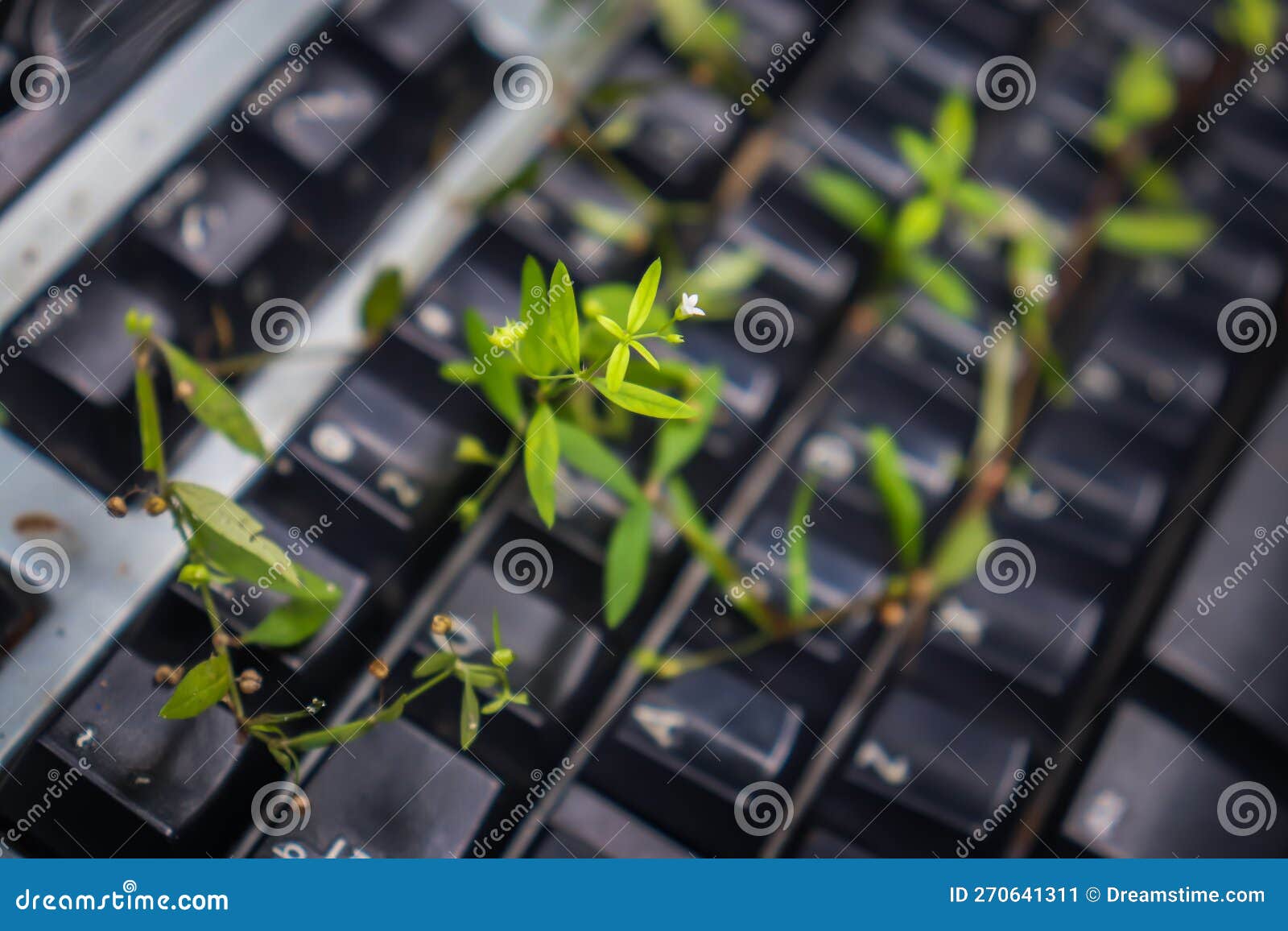Black Computer Keyboard after Lockdown. Green Plants Grow from the ...