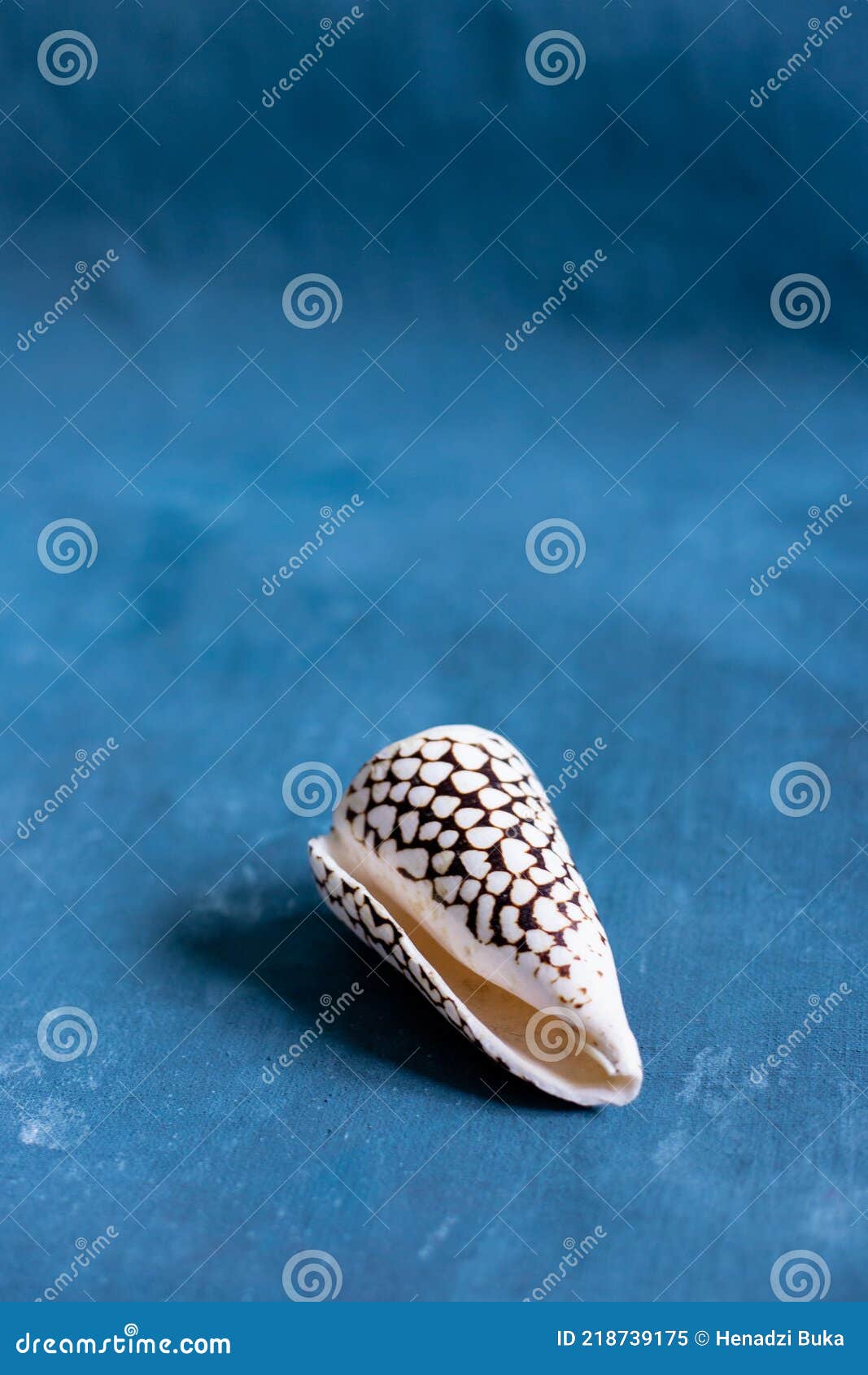 Black Cone on a Blue Background. Conus Marmoreus. Shell with White ...