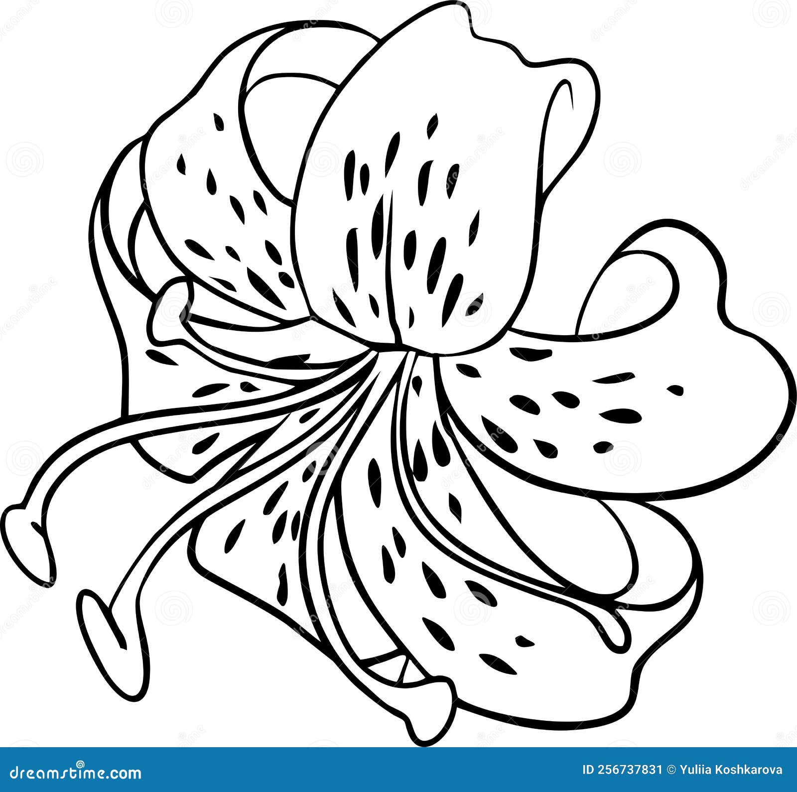 Black Contour Drawing of a Lily Flower, Isolated Element Stock Image ...
