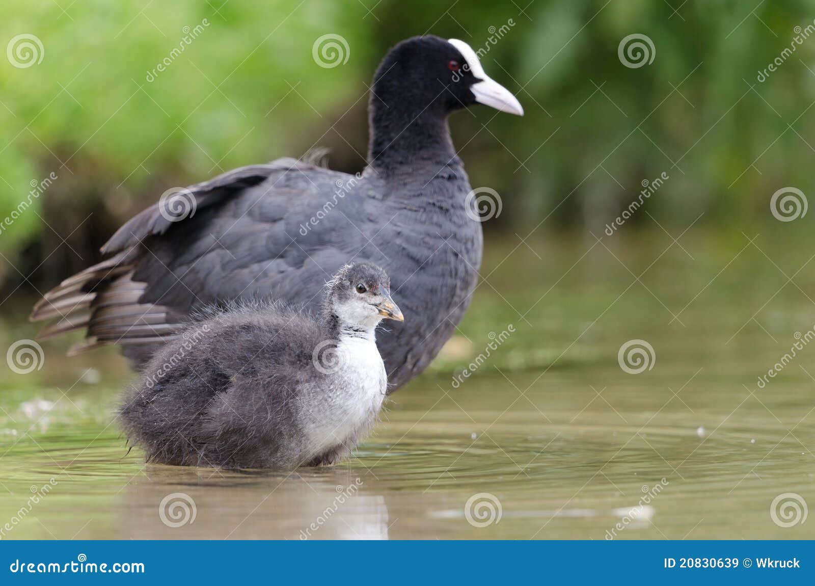 Black coot stock image. Image of bird, lake, pool, aves - 20830639