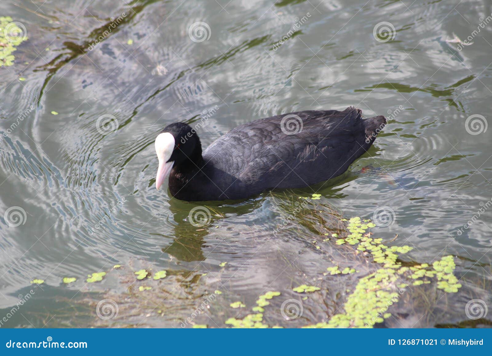 A Black Coot Swimming in the Canal Stock Image - Image of ripples ...