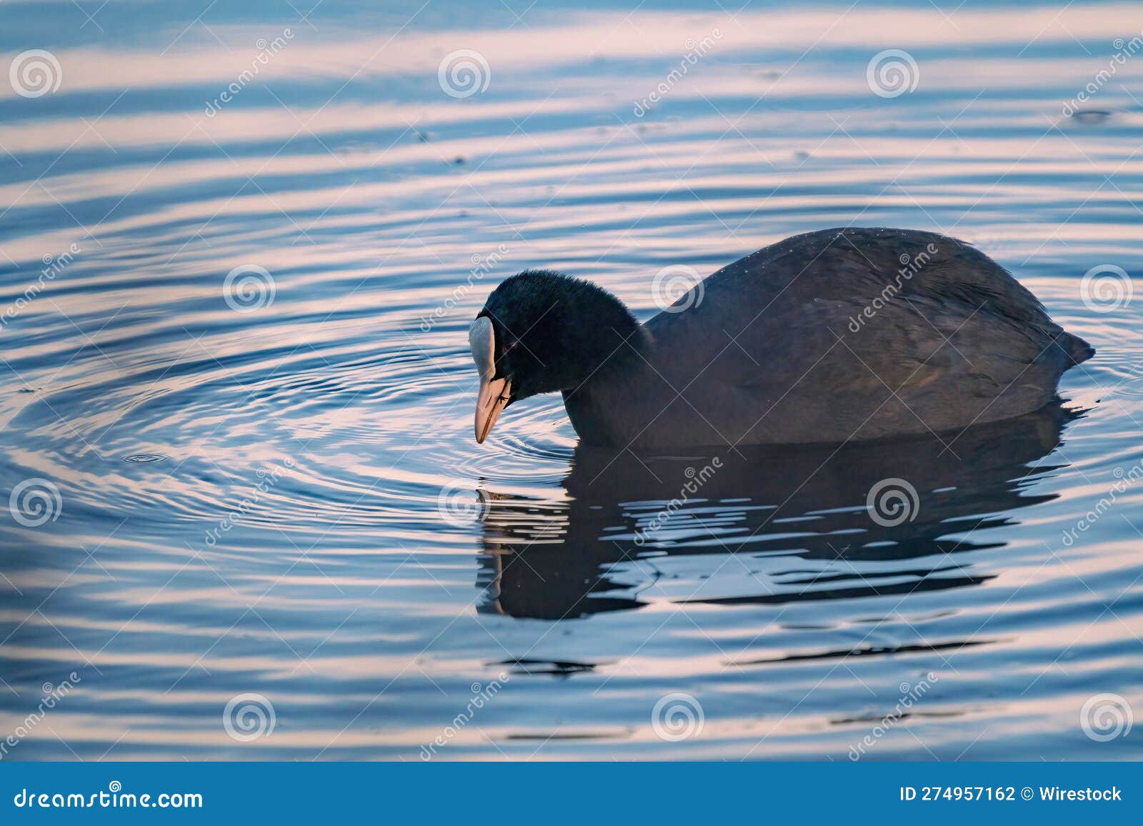 Black Coot Swimming in a Tranquil Body of Water. Stock Photo - Image of ...