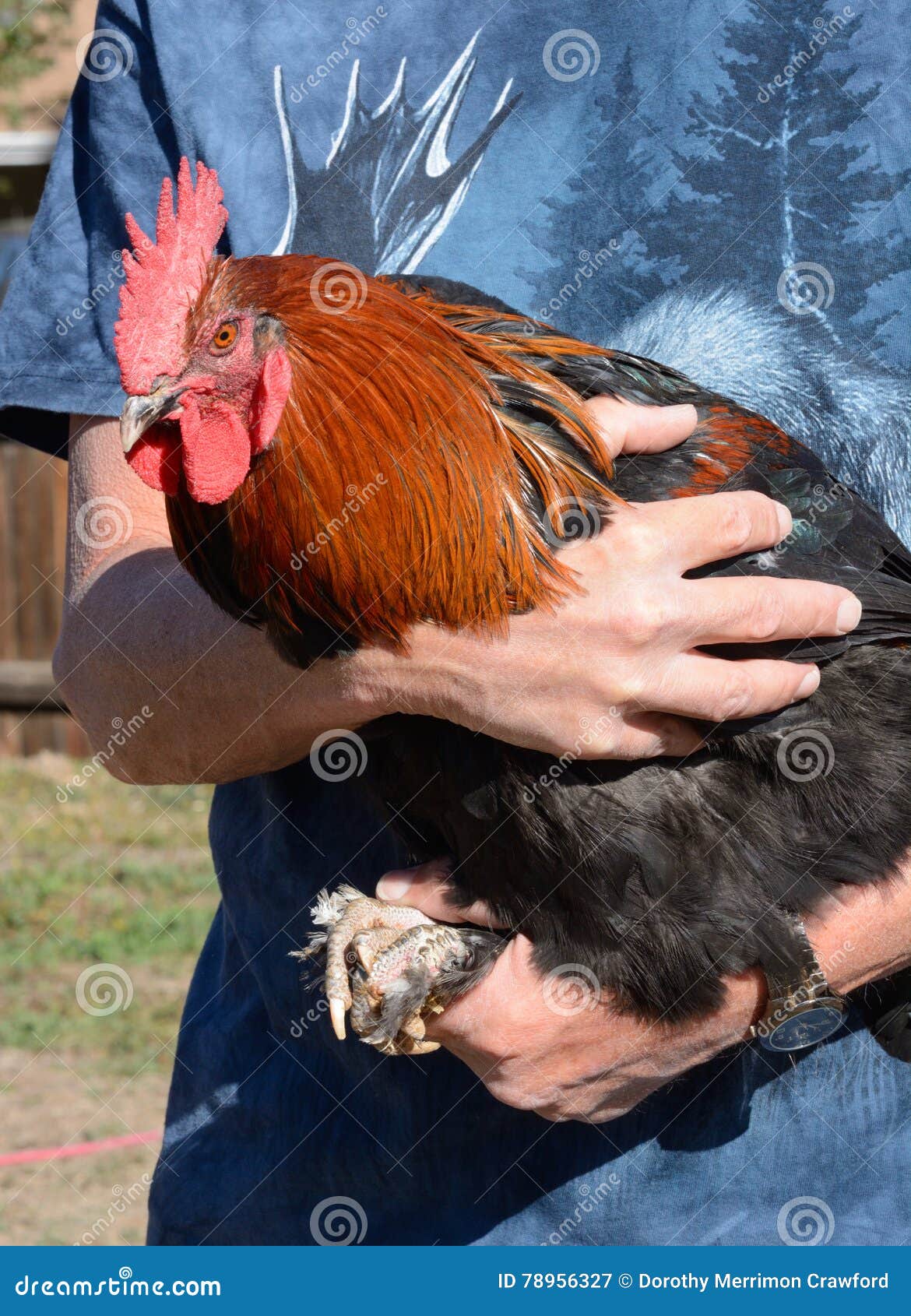 Black Copper Marans Rooster Stock Image - Image of grass, rooster: 78956327