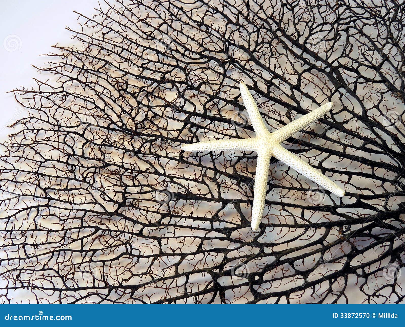 847 Black Coral Starfish Photos - Free & Royalty-Free Stock Photos from ...