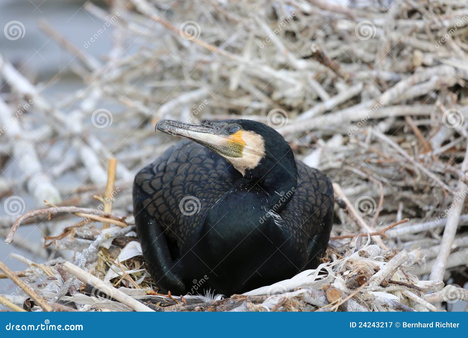 Black Cormorant stock image. Image of natural, fauna - 24243217