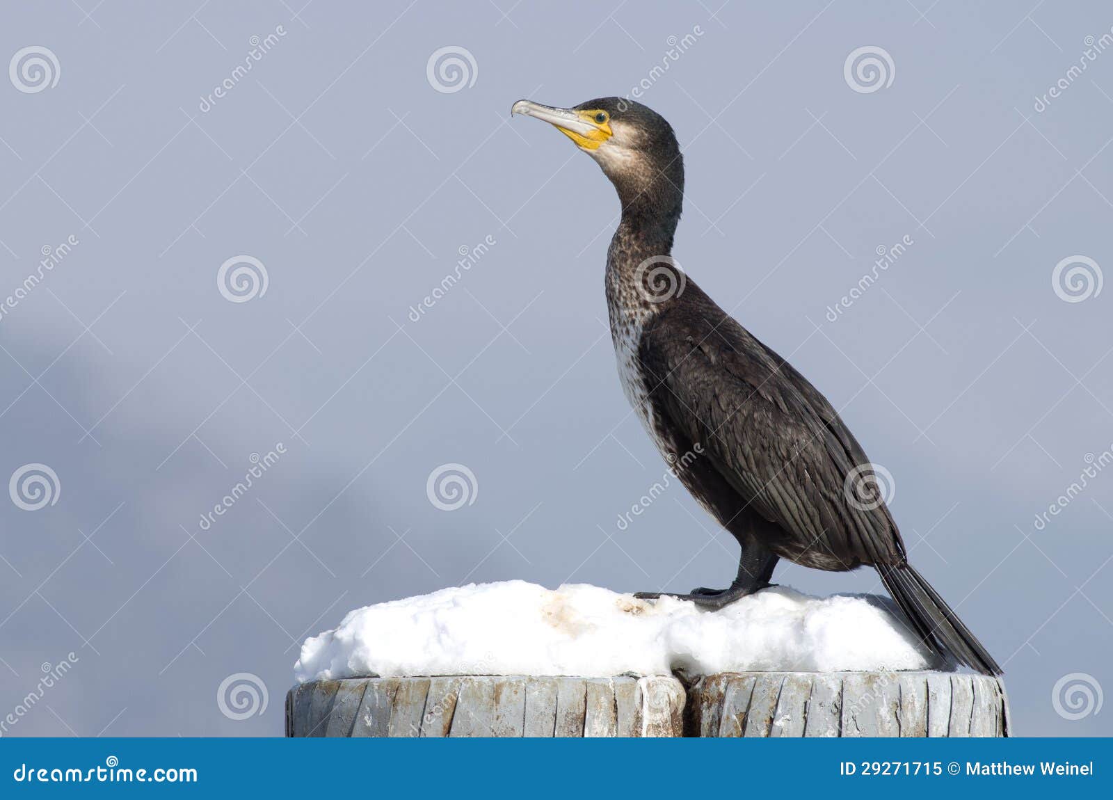 Black cormorant bird stock image. Image of phalacrocoracidae - 29271715