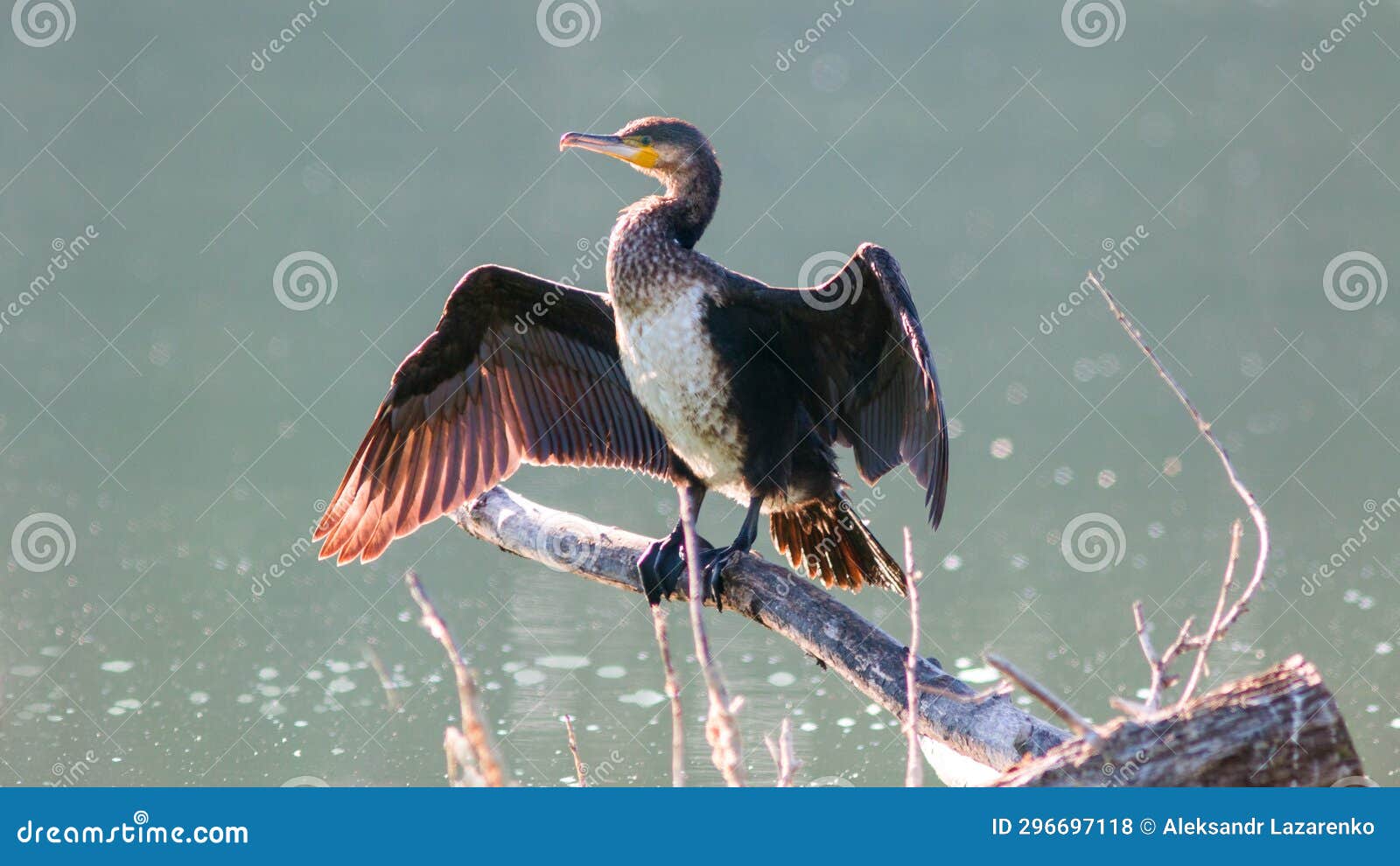 Black Cormorant Dries Its Wings while Standing on a Snag Stock Photo ...